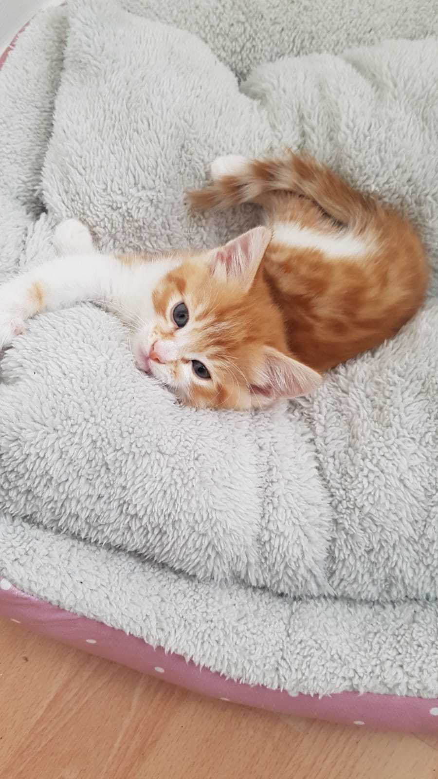 Meet Rico. I love him | Scrolller