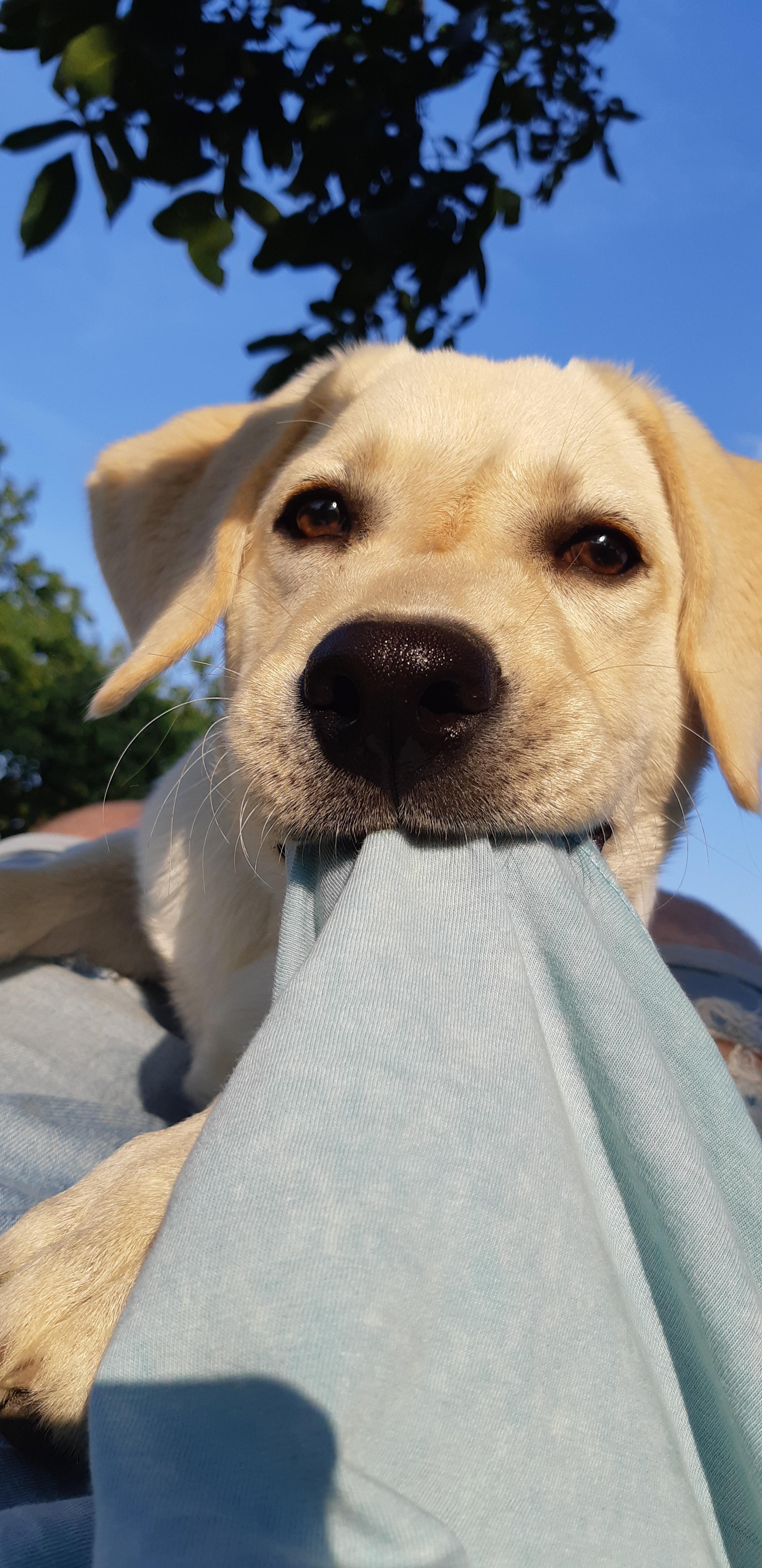 Meet Riley Scrolller