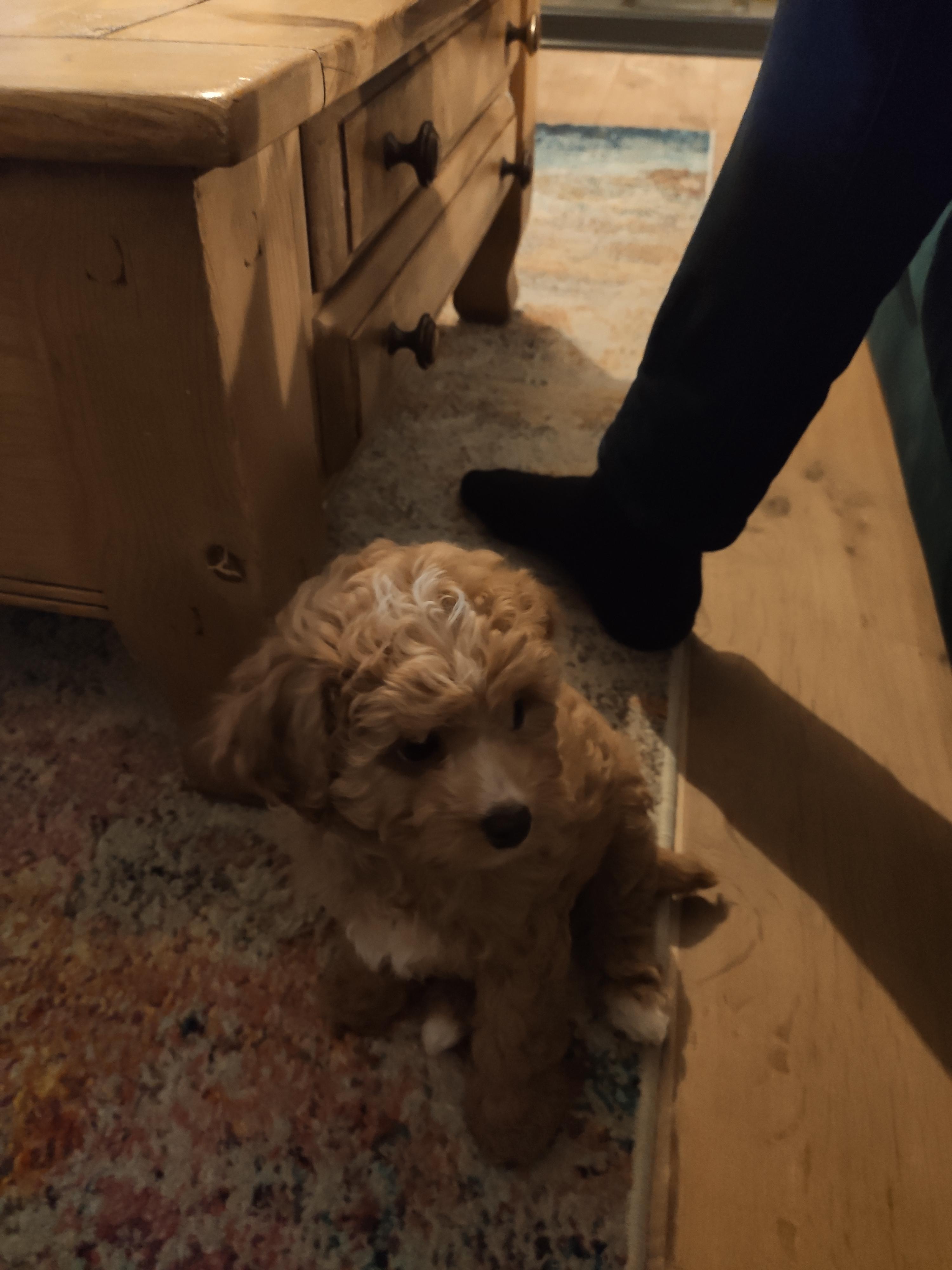 Meet Rokko. Nine week old cavapoo Chon... | Scrolller