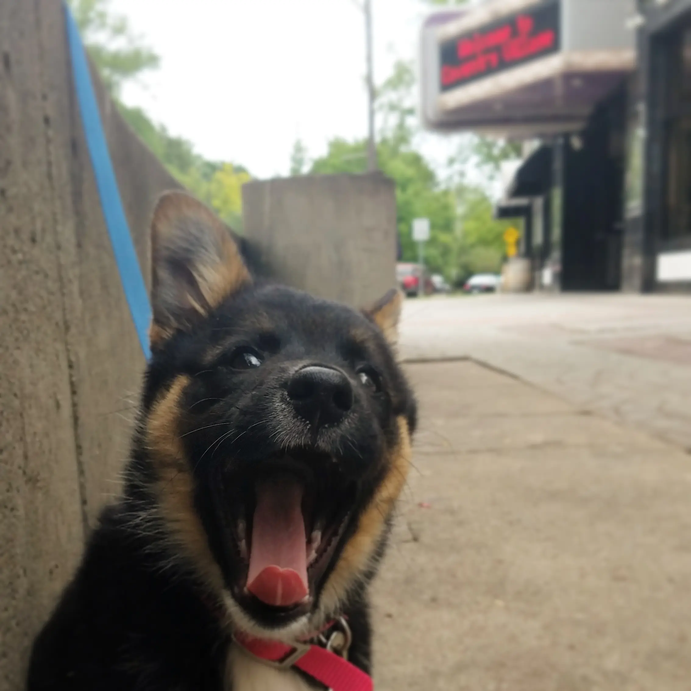 Meet Sadie Scrolller