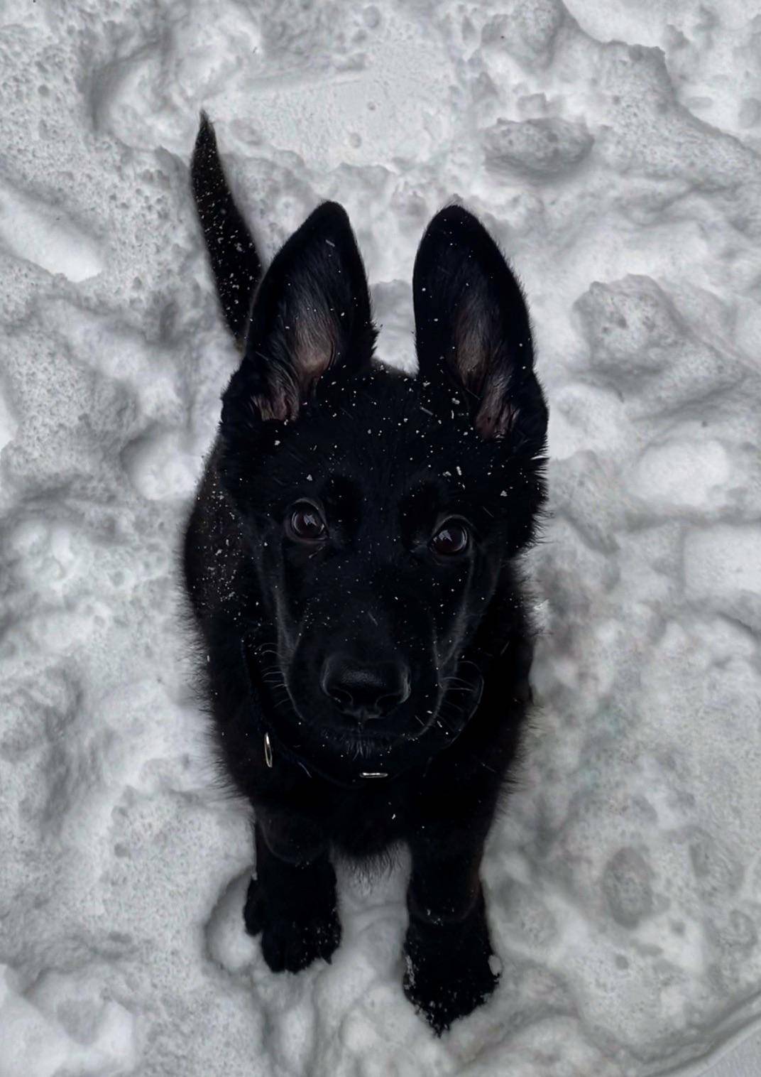 Meet Shadow and his big pointy ears. | Scrolller