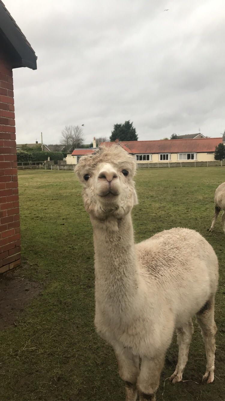 Meet Simon:) | Scrolller