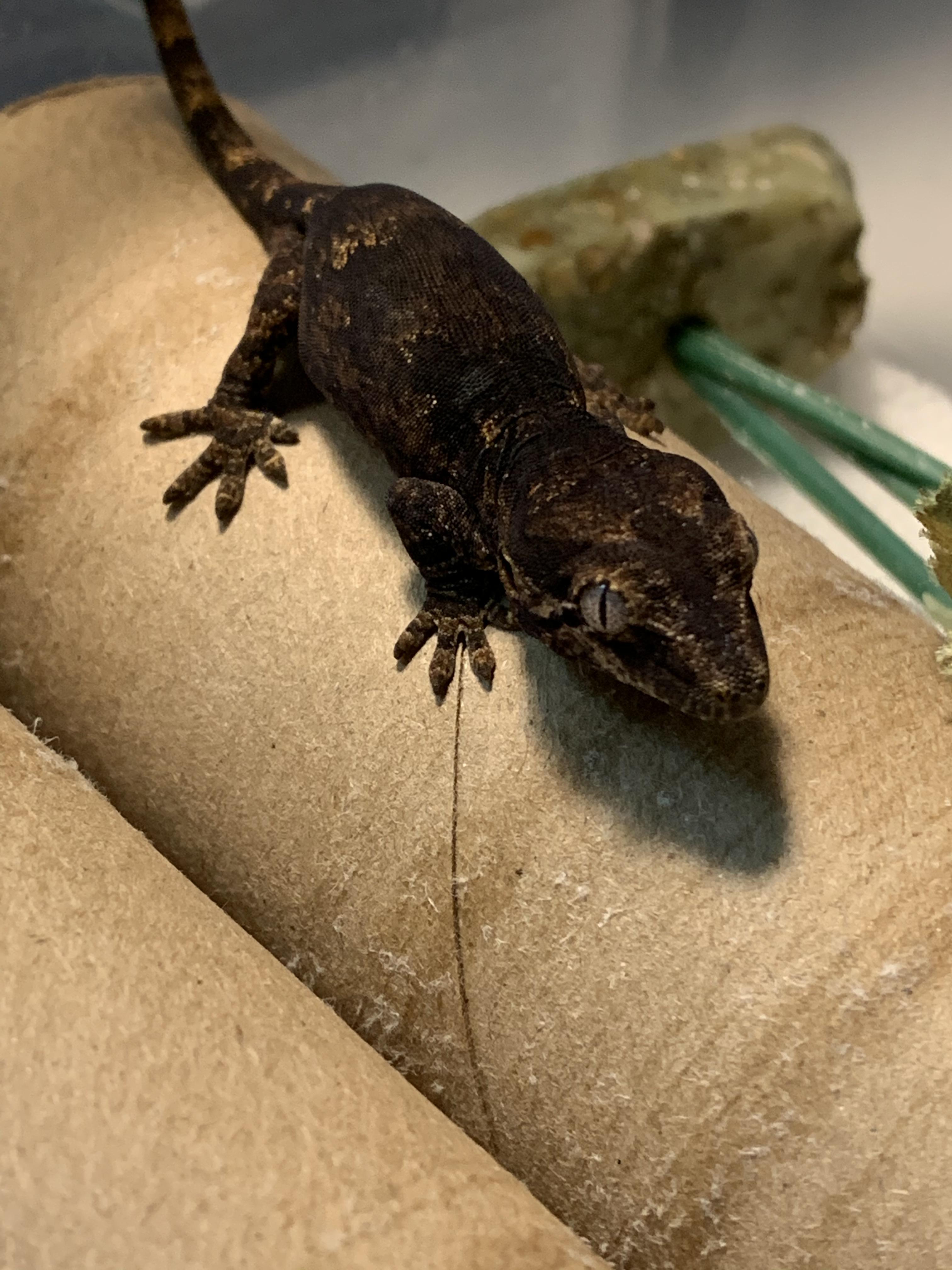 Meet Smudge. | Scrolller