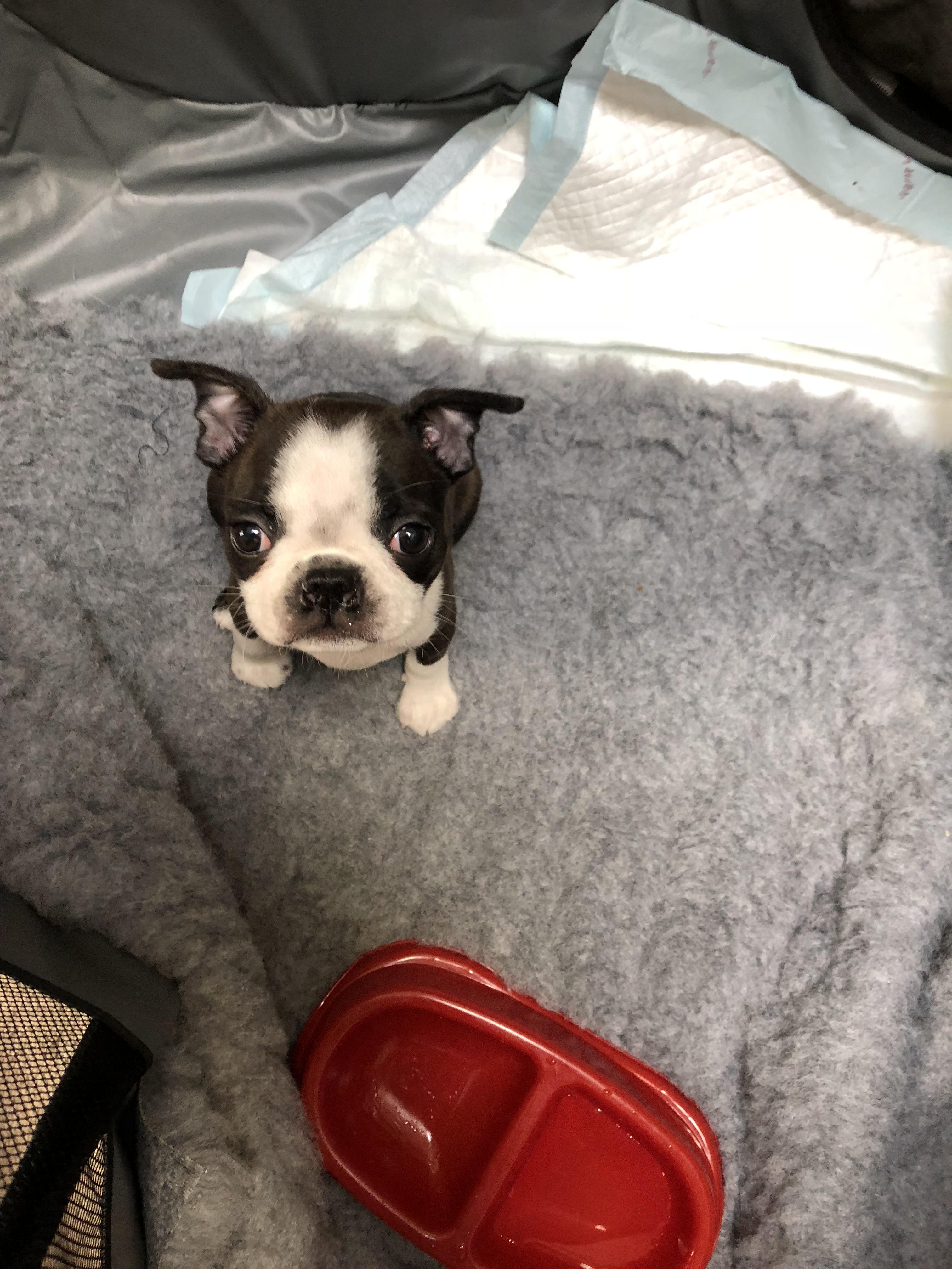 Meet Smudge, 6 weeks old loving her new pad | Scrolller