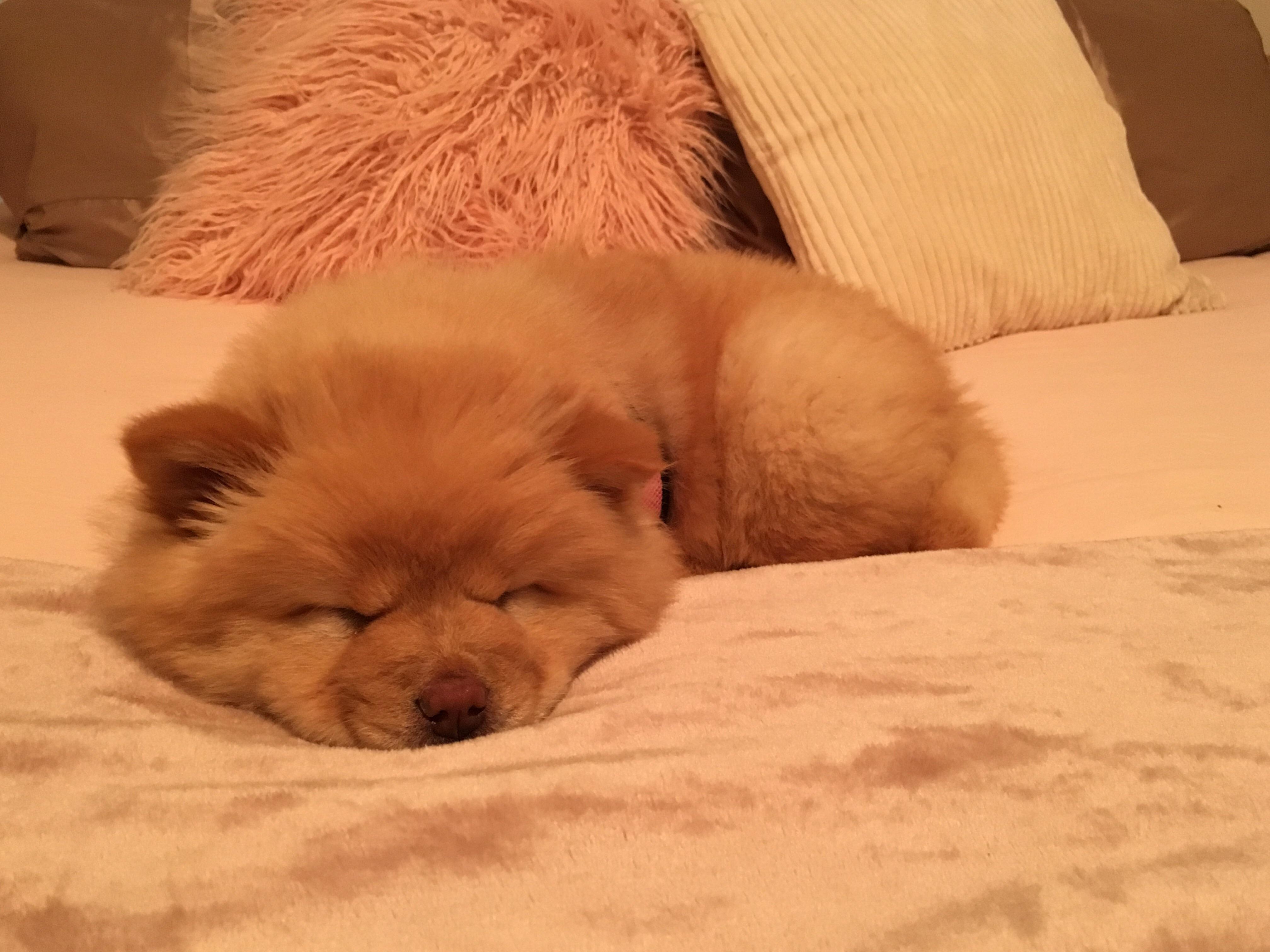 Meet Sophia (a very sleepy pup) | Scrolller