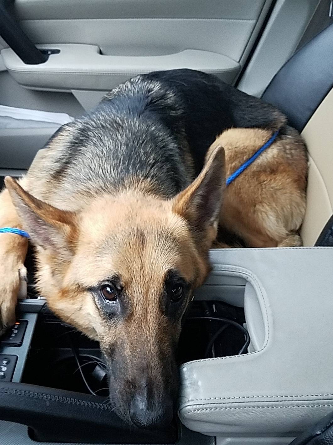 Meet Stanzi! My newly rescued 3 year old Shepherd | Scrolller