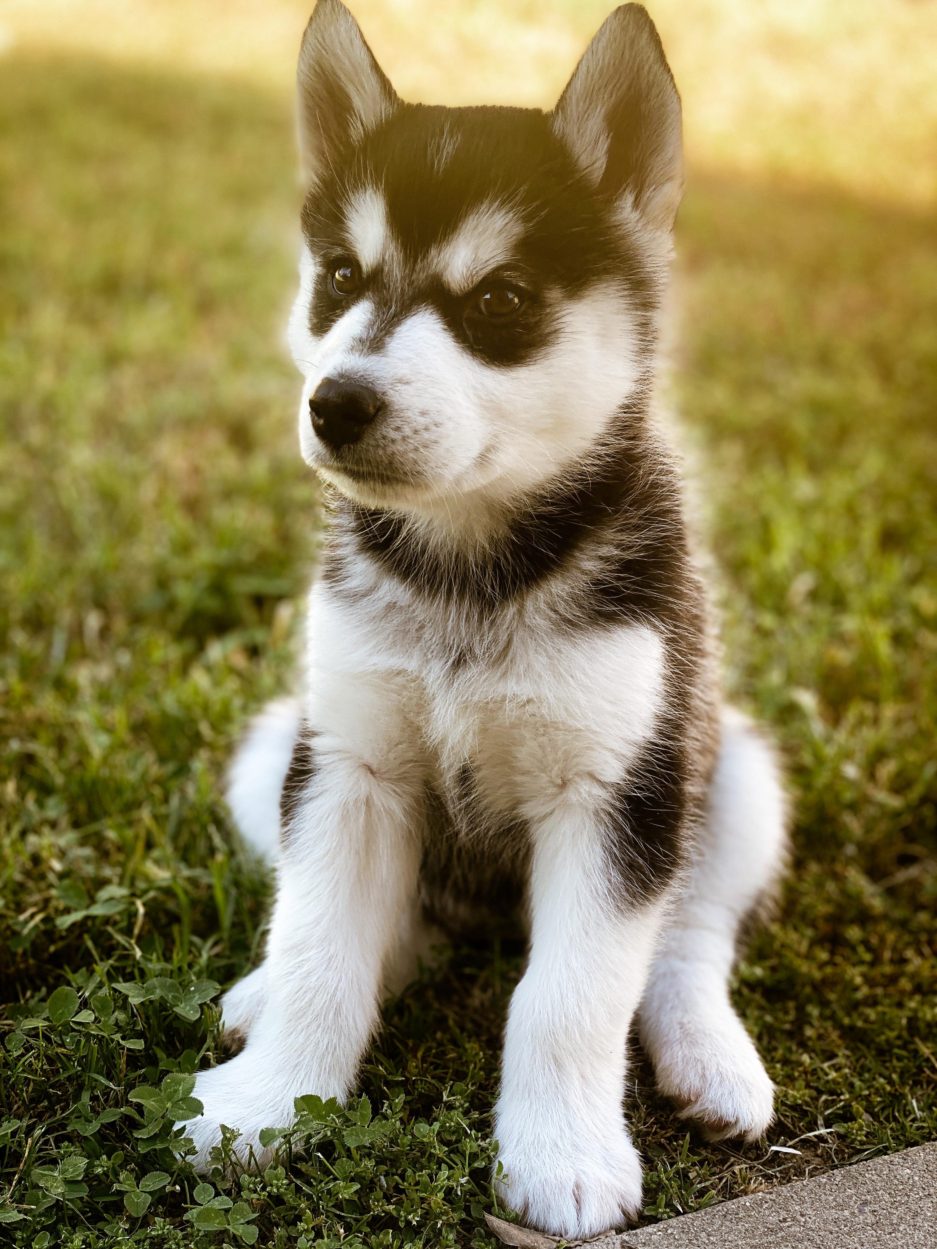 Meet Stormy! | Scrolller