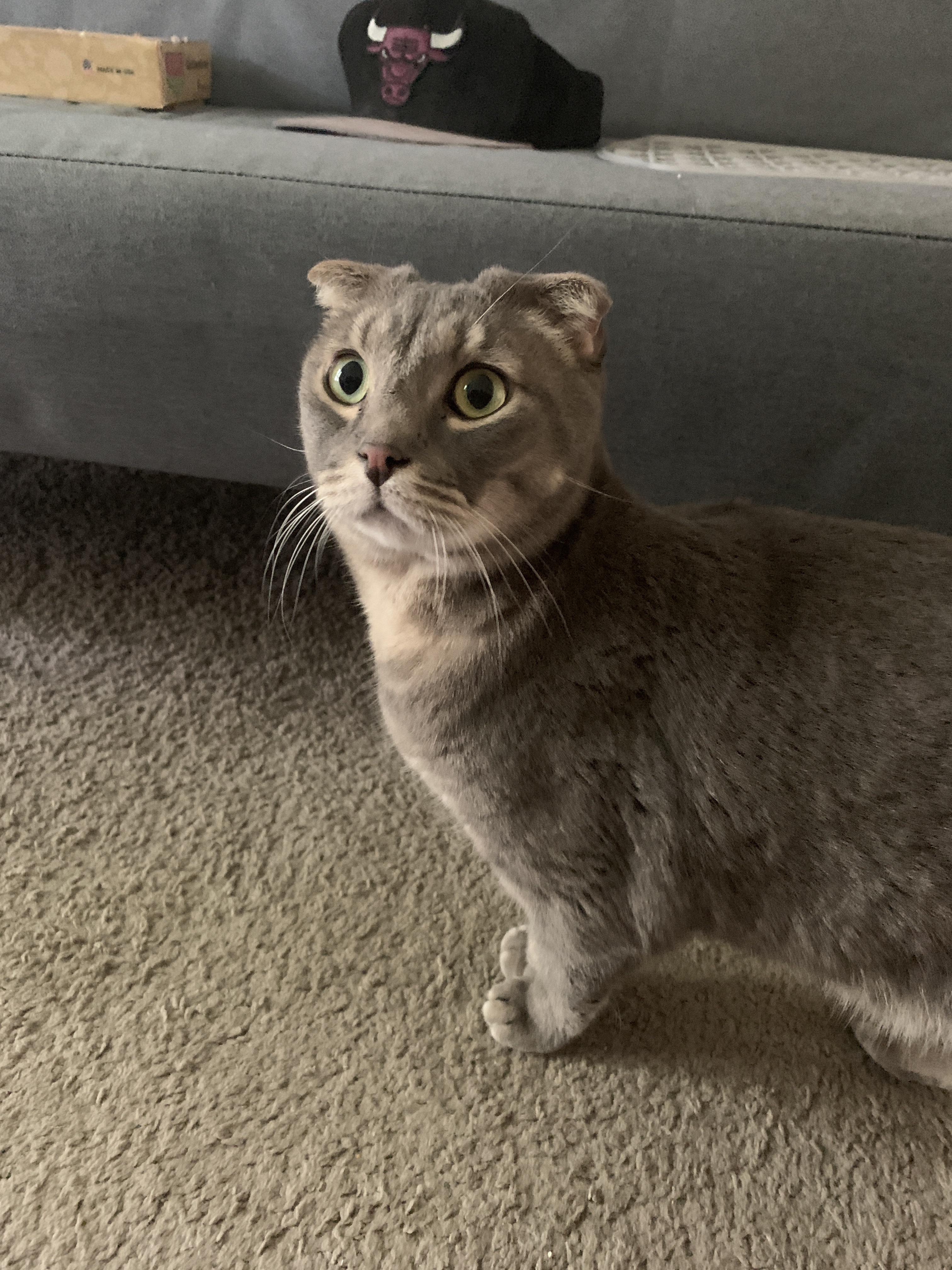 Meet Sully | Scrolller