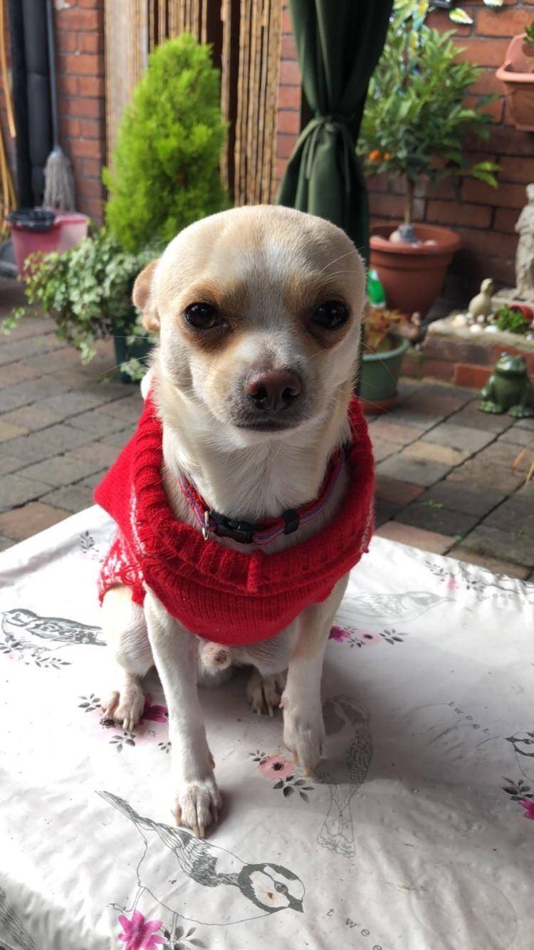 Meet Ted. He is a handsome little man | Scrolller