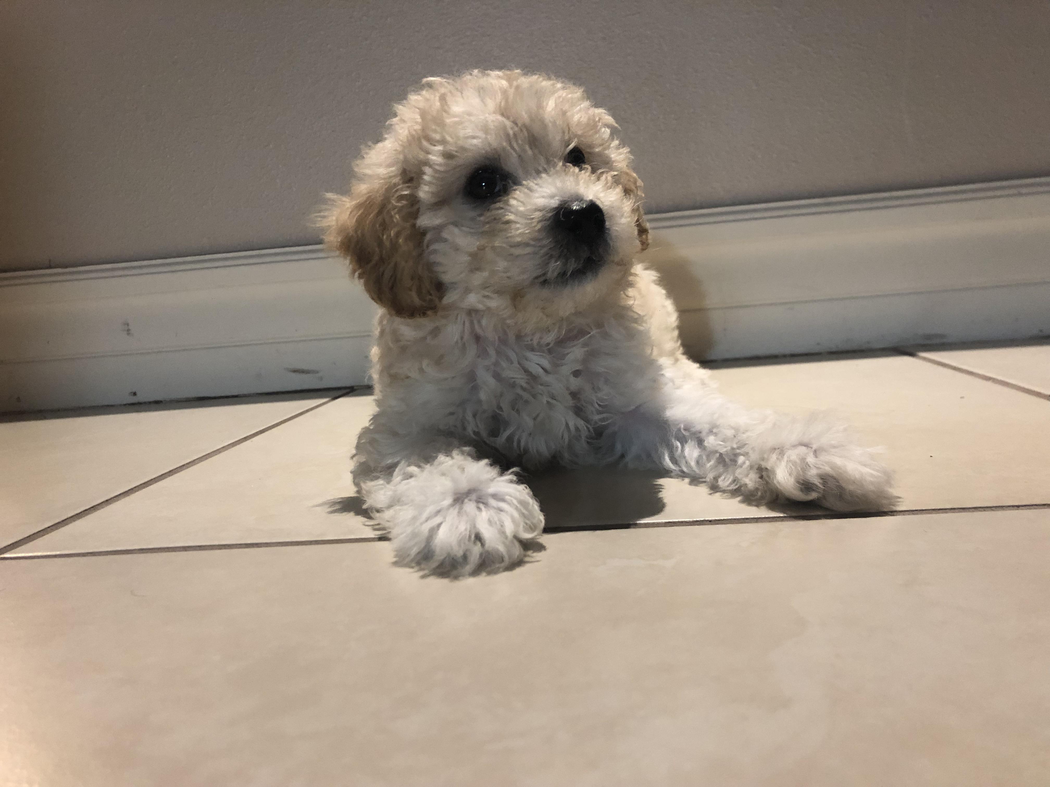 Meet Teddy! | Scrolller