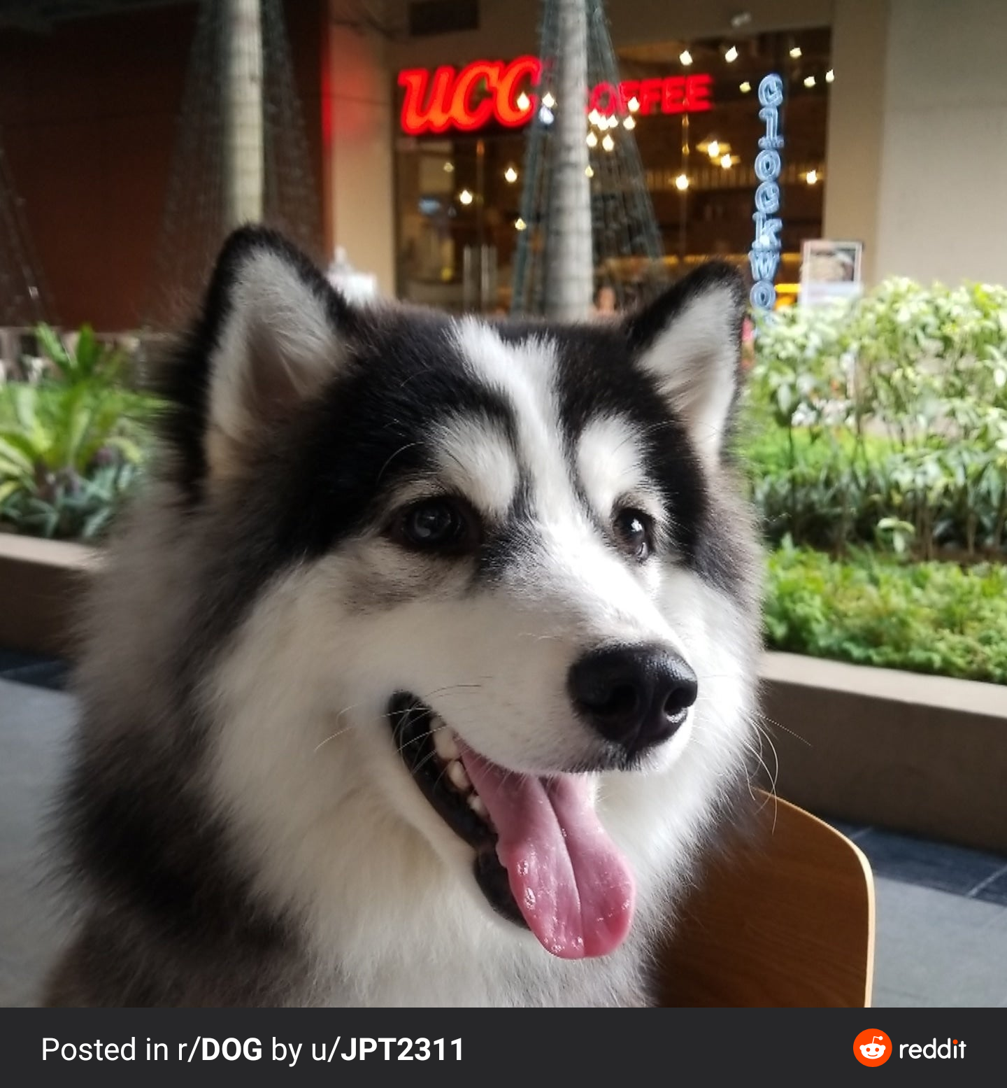 Meet Teddy! | Scrolller