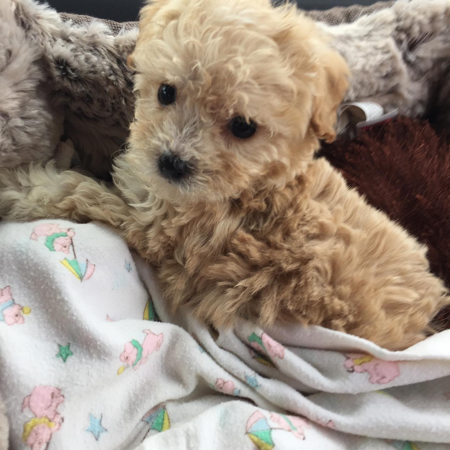 Meet Teddy :) | Scrolller