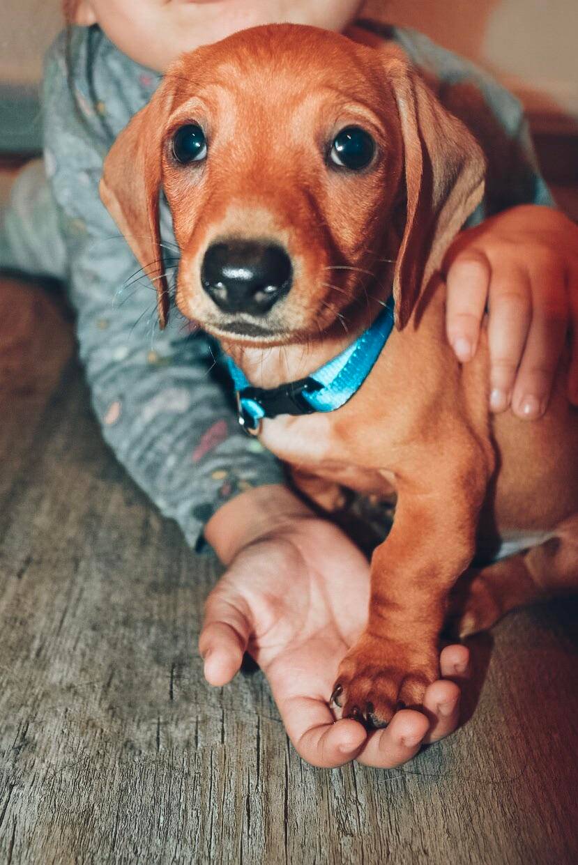 Meet Teddy! Our new puppy! | Scrolller