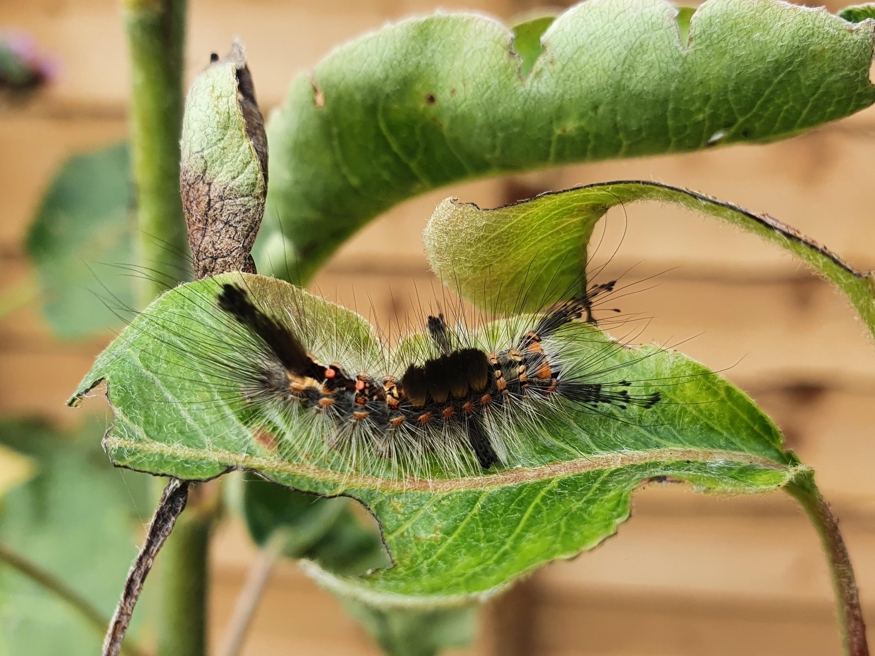 Meet the fella that's chomping my pear tree | Scrolller