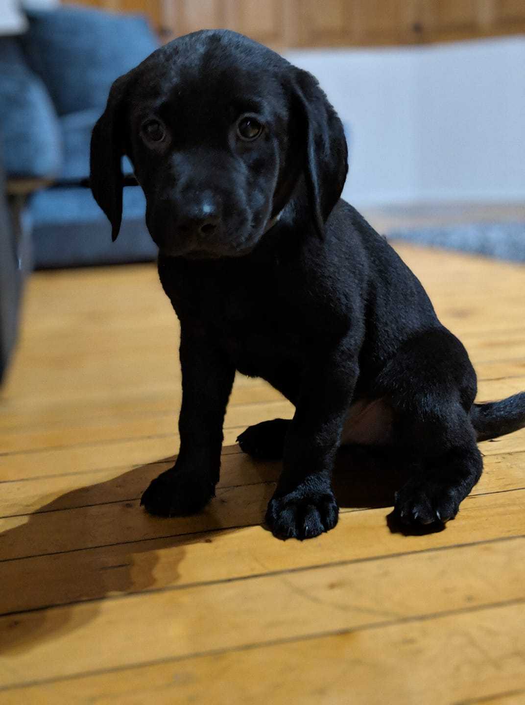 Meet the newest member of our family, Bear! | Scrolller