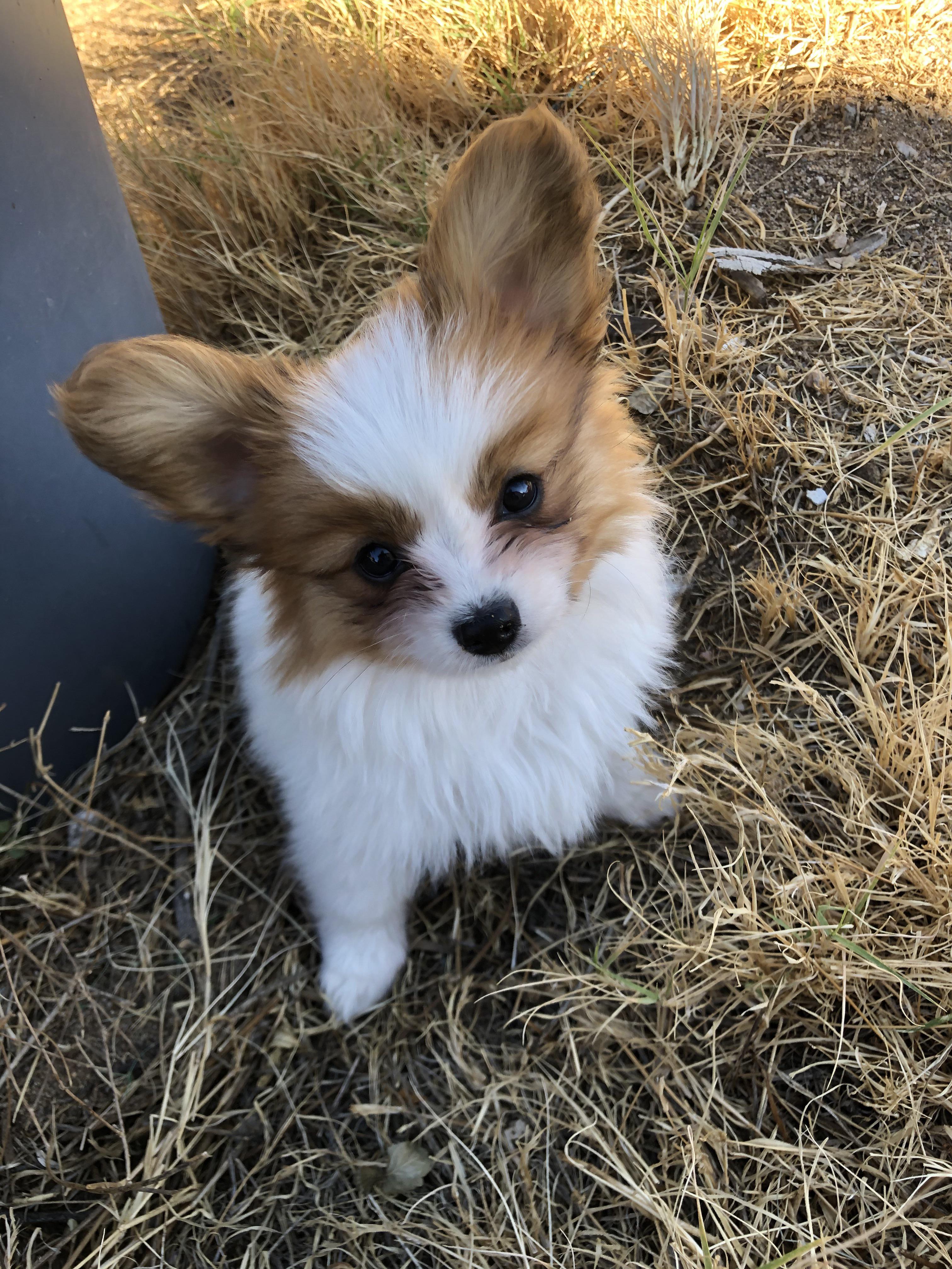 Meet the newest member of our pack. Little Bowie is fitting in quite nicely. | Scrolller