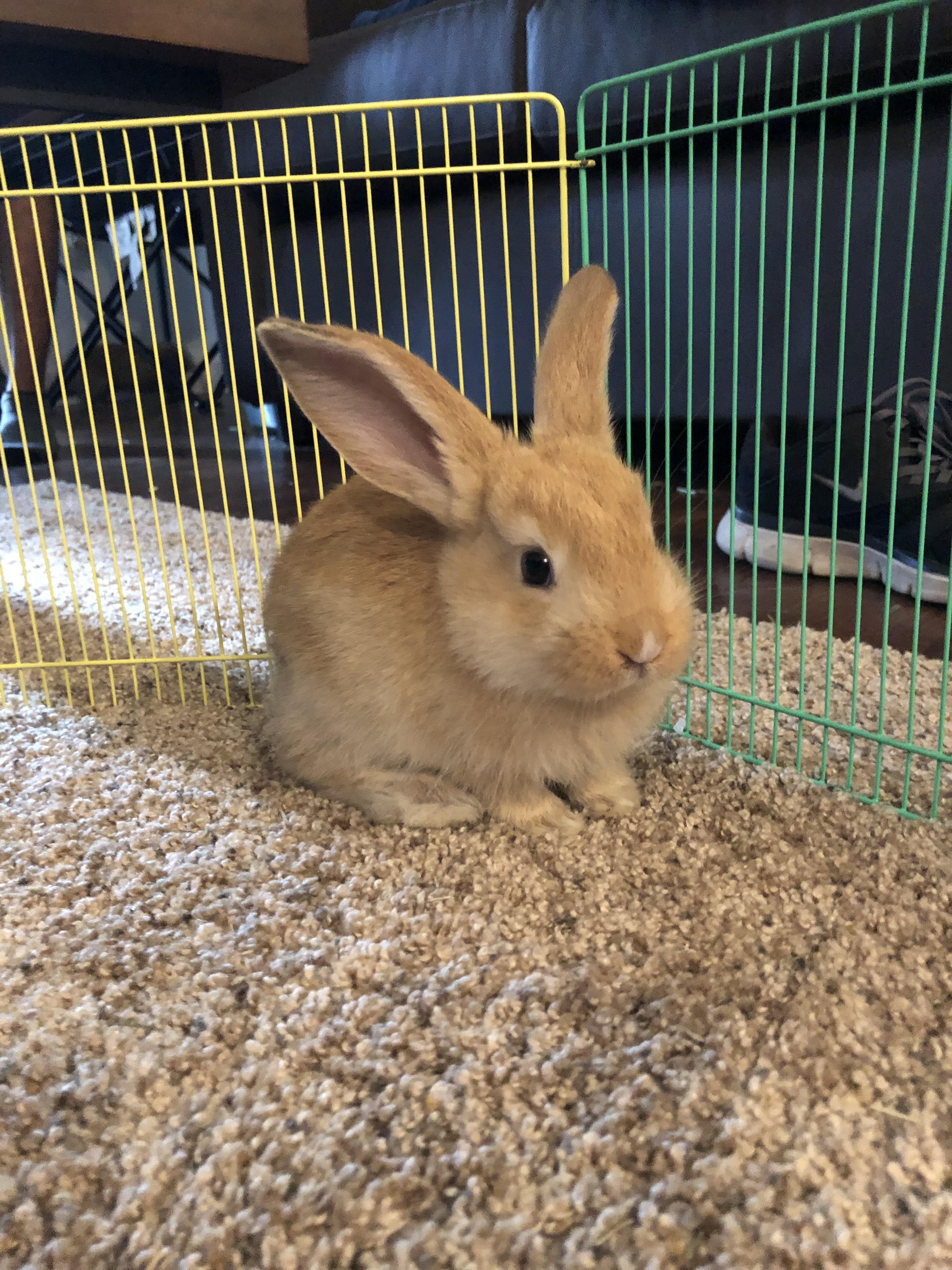 Meet the newest member of the family, Biscuit! | Scrolller