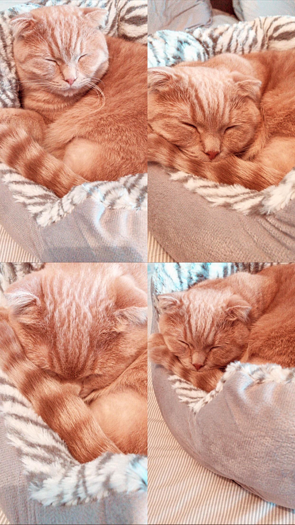 Meet Theodore! | Scrolller