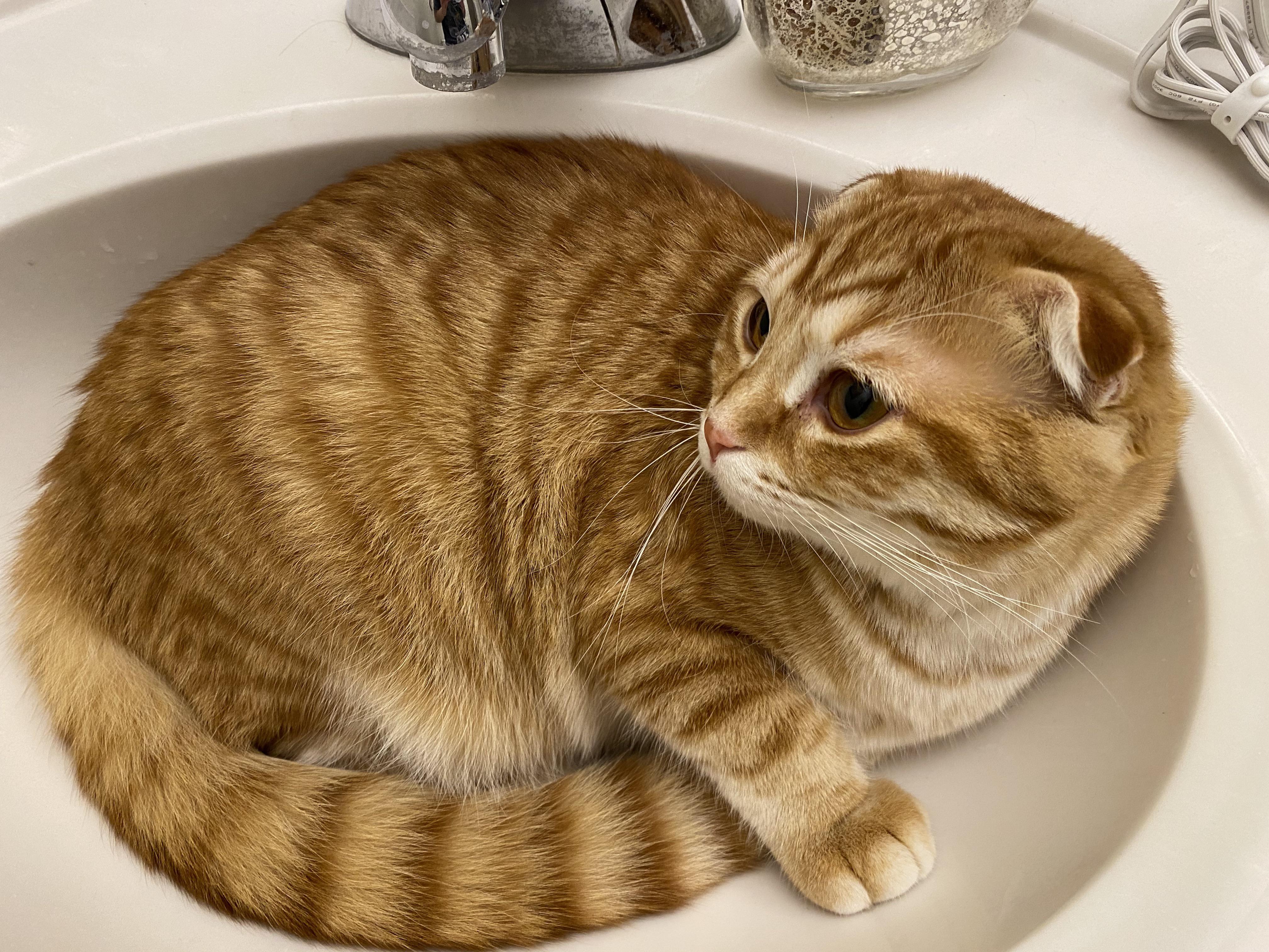 Meet Theodore! Our 10 month old Scottish fold. | Scrolller