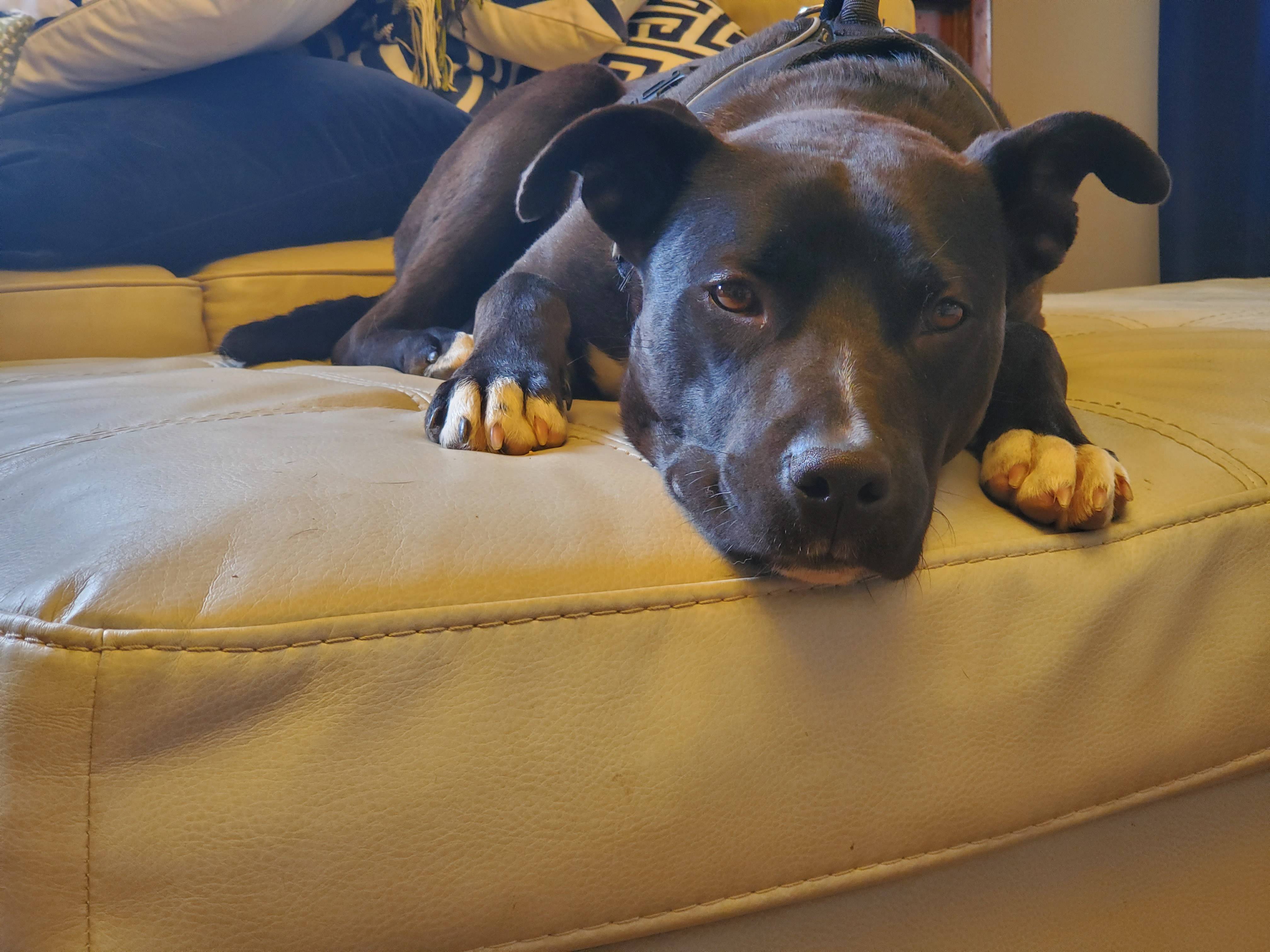 Meet Trish, my MAS quarantine foster | Scrolller