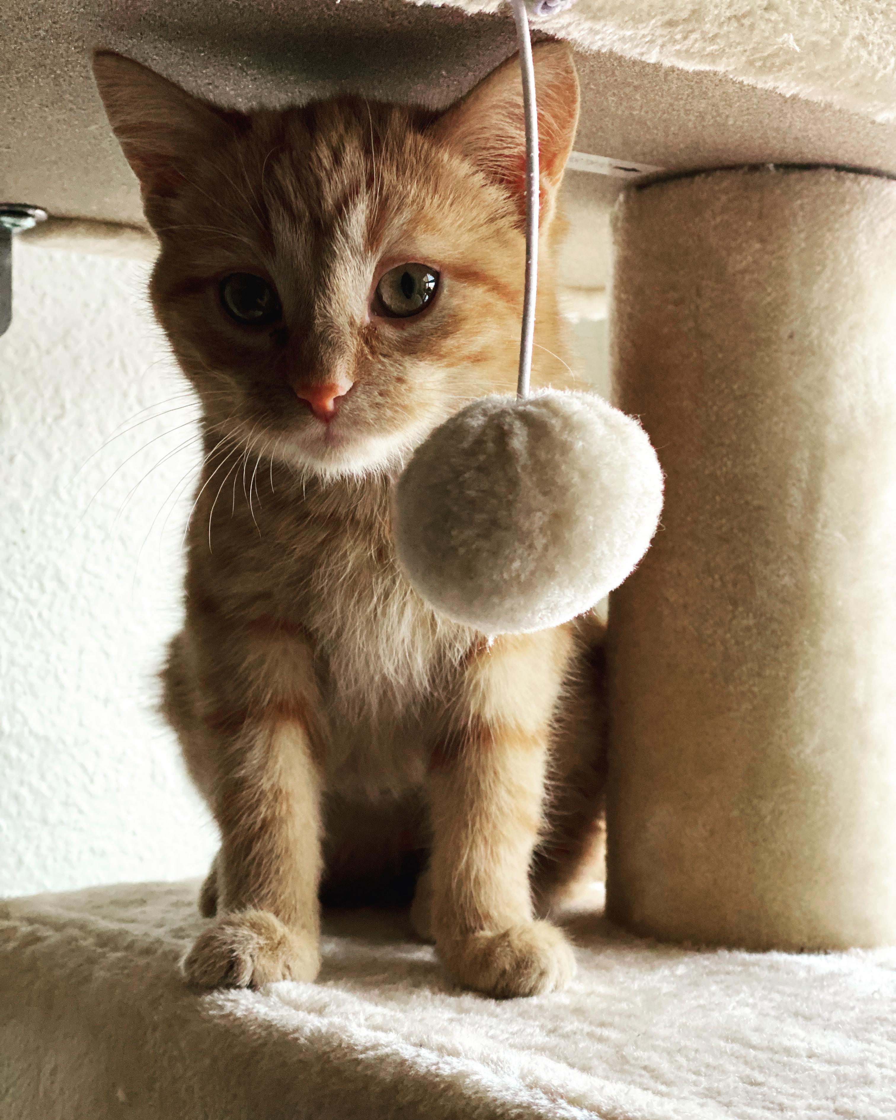 Meet Tumbles Isnt She Cute Scrolller