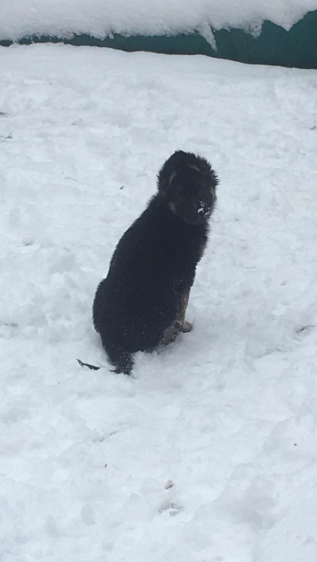 Meet Willow | Scrolller