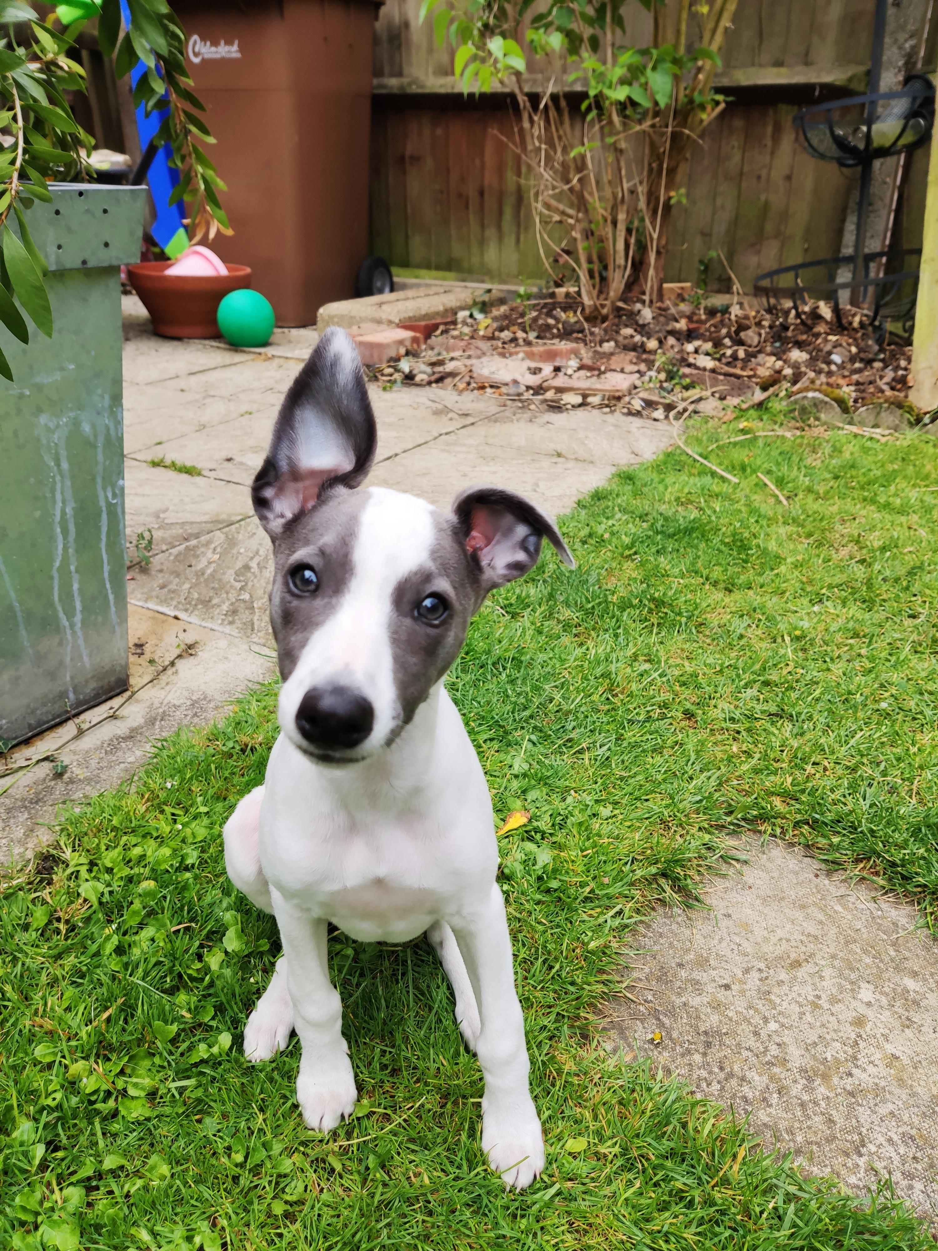 Meet "Willow" our 14 week old Whippet | Scrolller