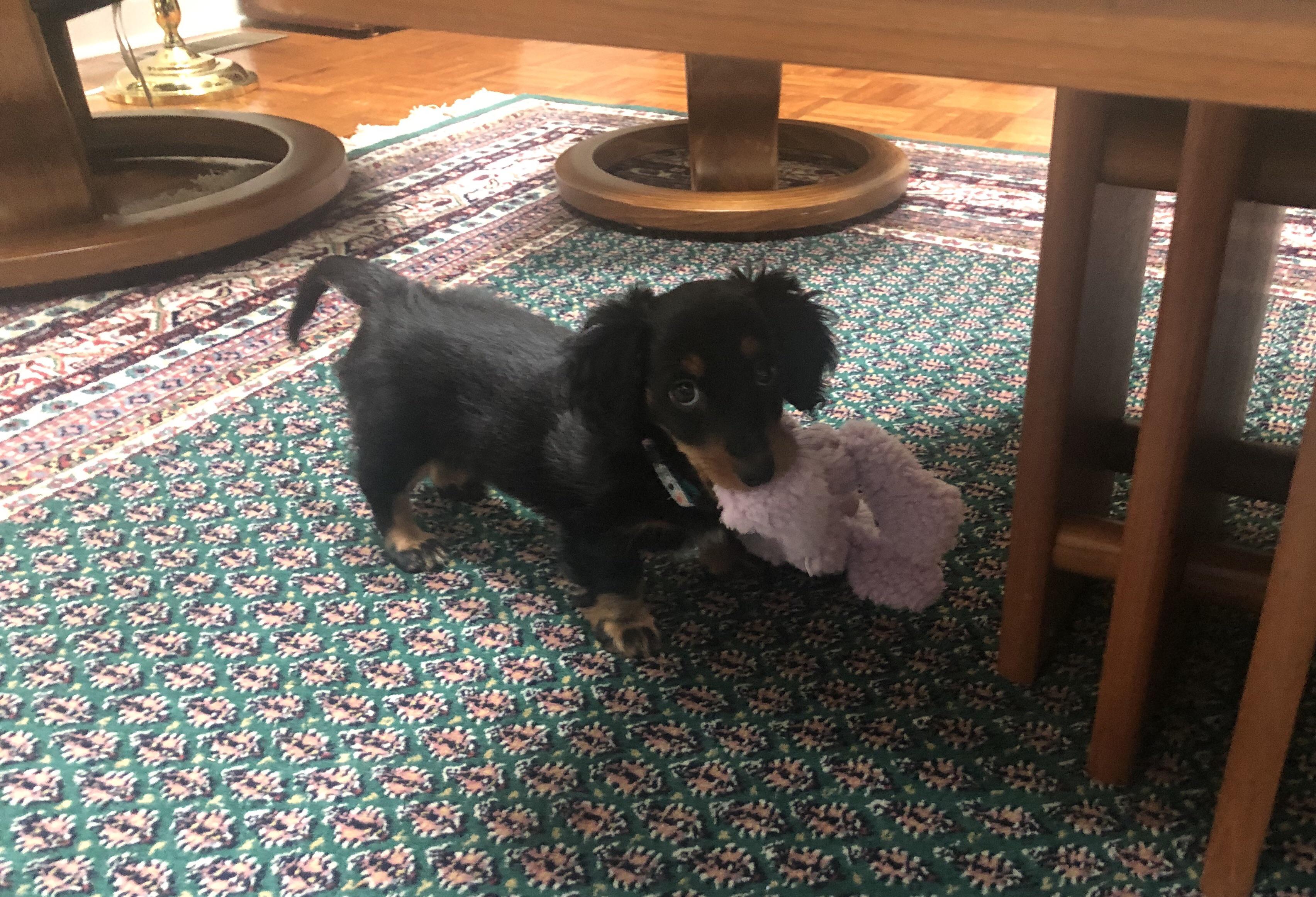 Meet Winnie. Our new little girl. | Scrolller