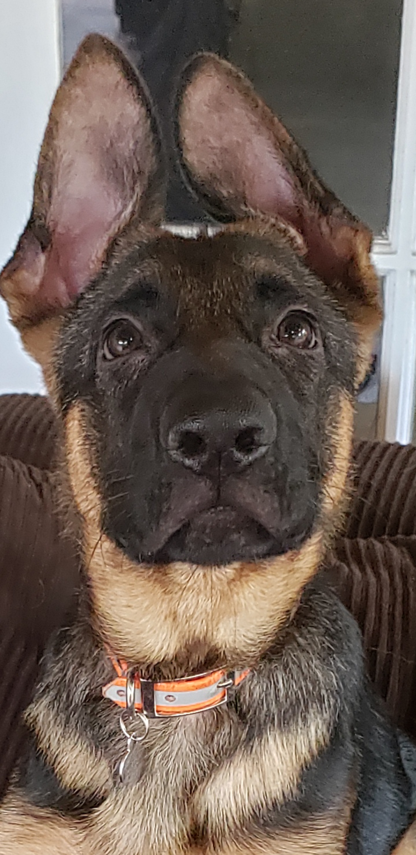 Meet Zeus... 15-Week GSD | Scrolller