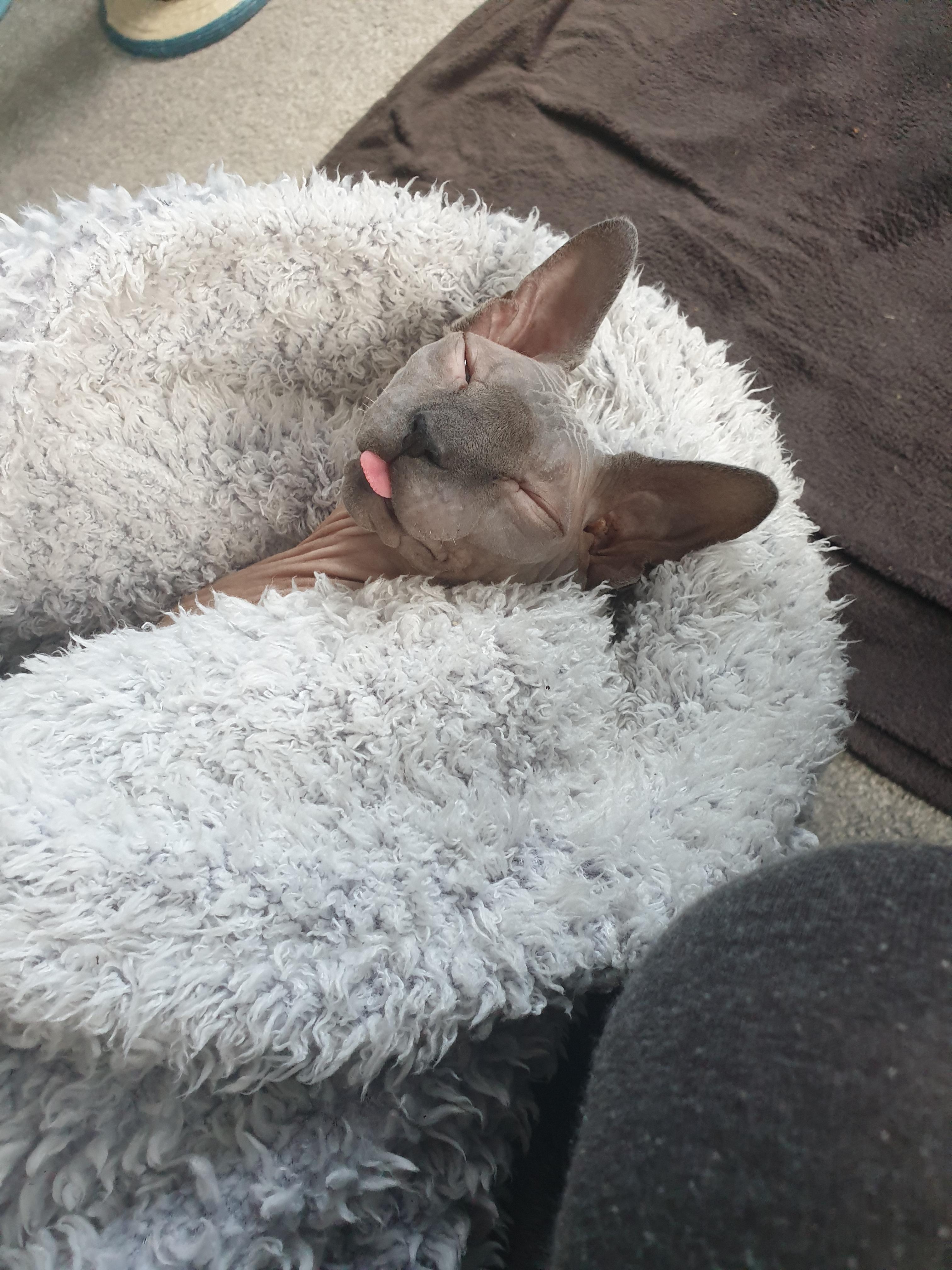 Megablep mid snooze | Scrolller