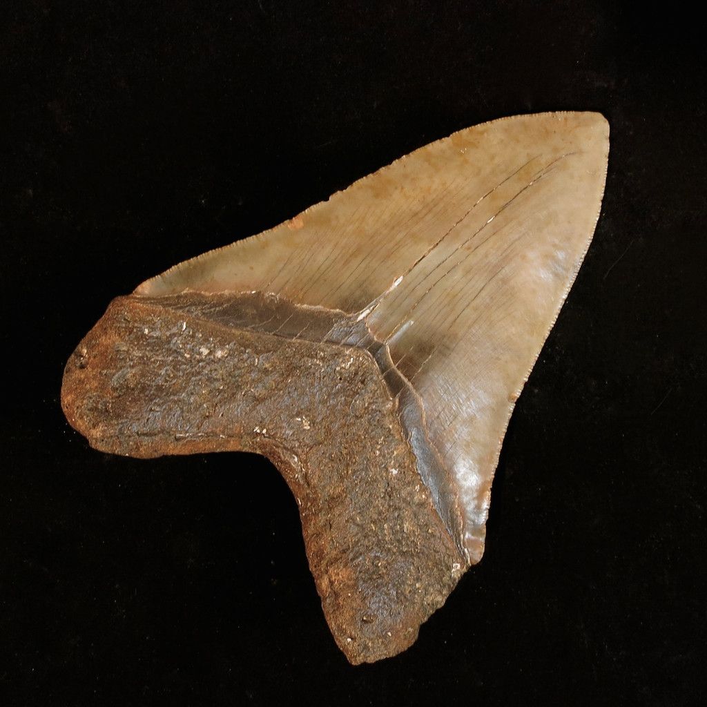 Megalodon Sharktooth, Miocene & Pliocene period [1024x1024][OC] | Scrolller