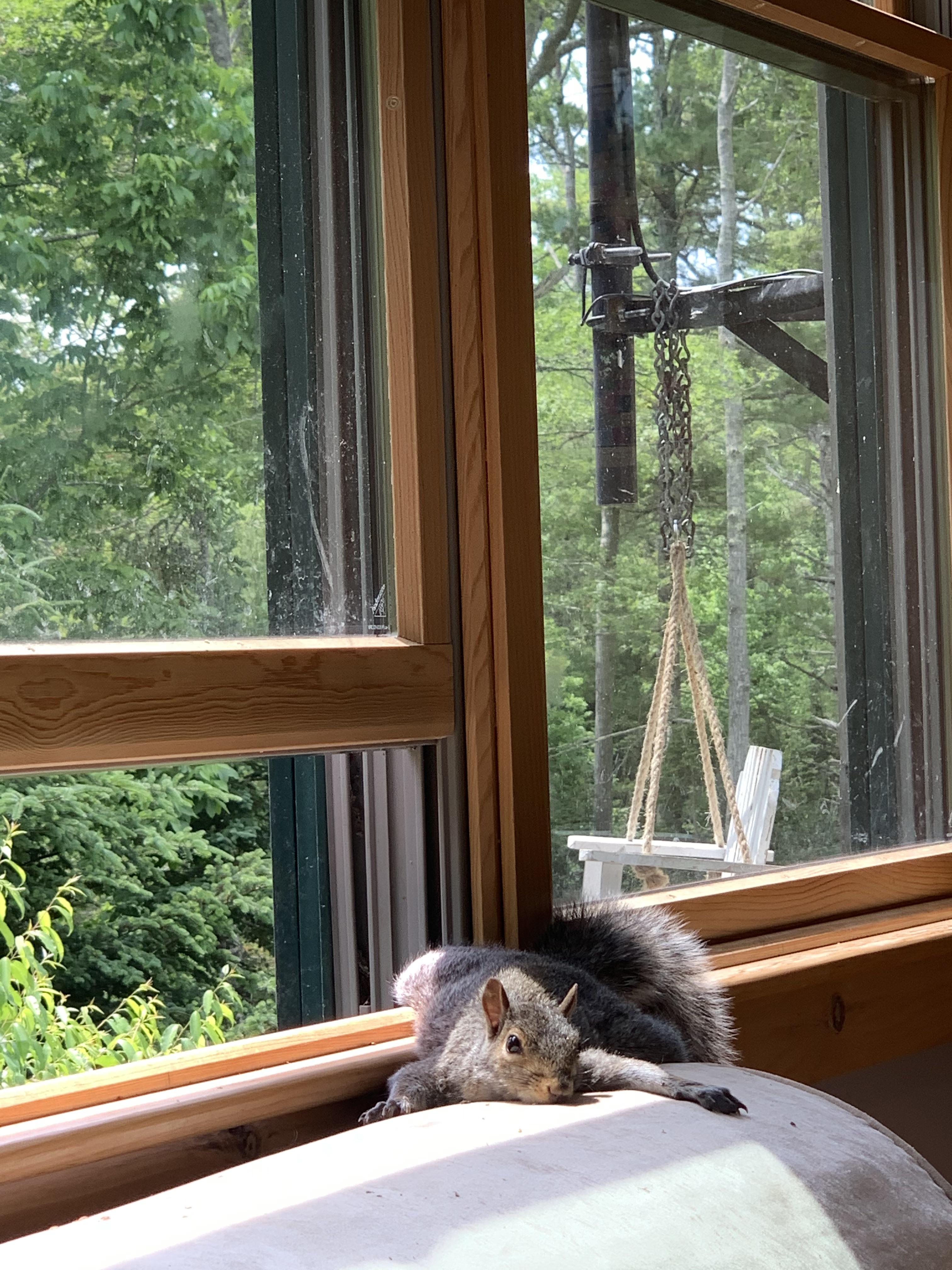 Melted squirrel enjoying the A/C | Scrolller