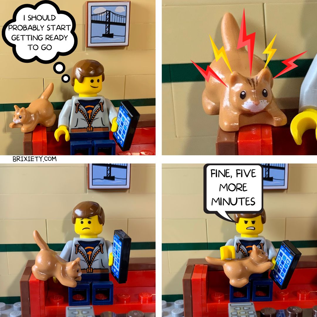 meow irl | Scrolller