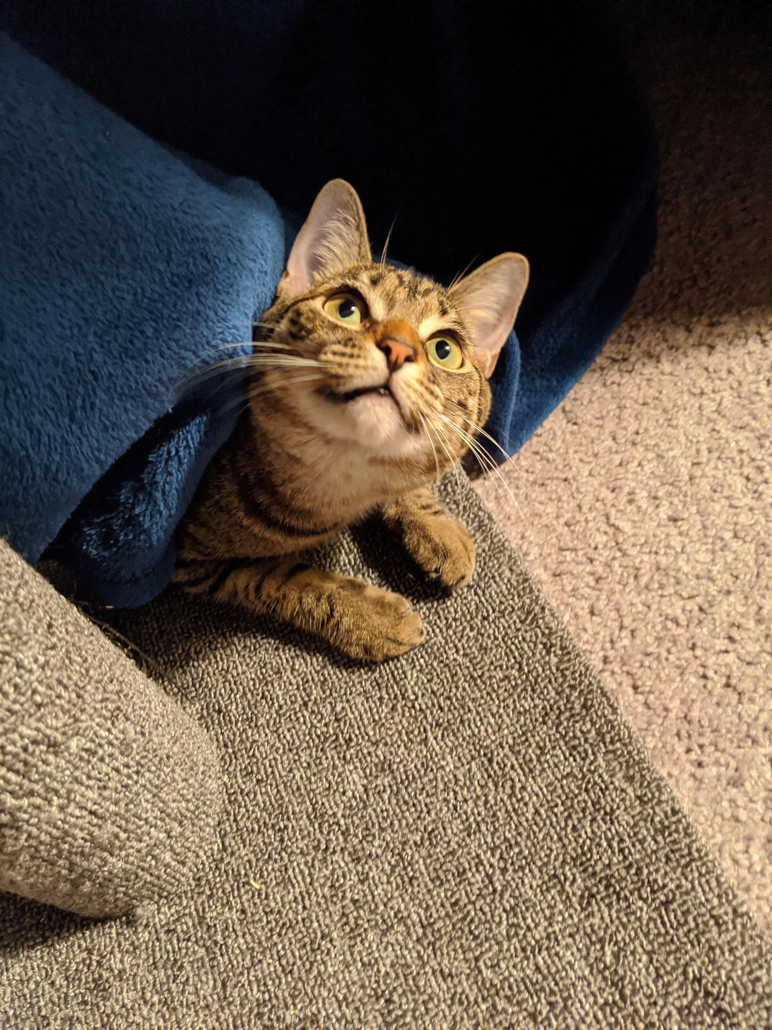 MEOW_IRL | Scrolller