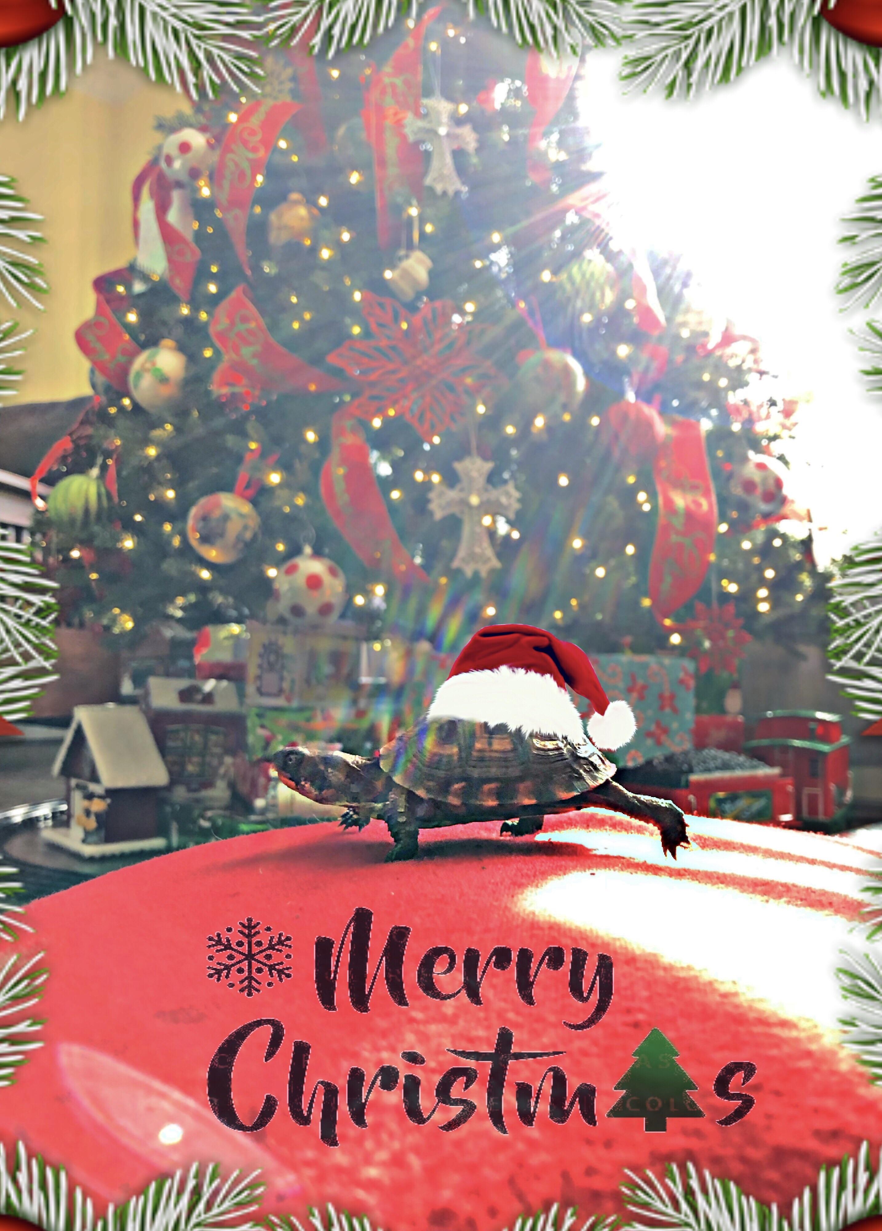 Merry Christmas | Scrolller