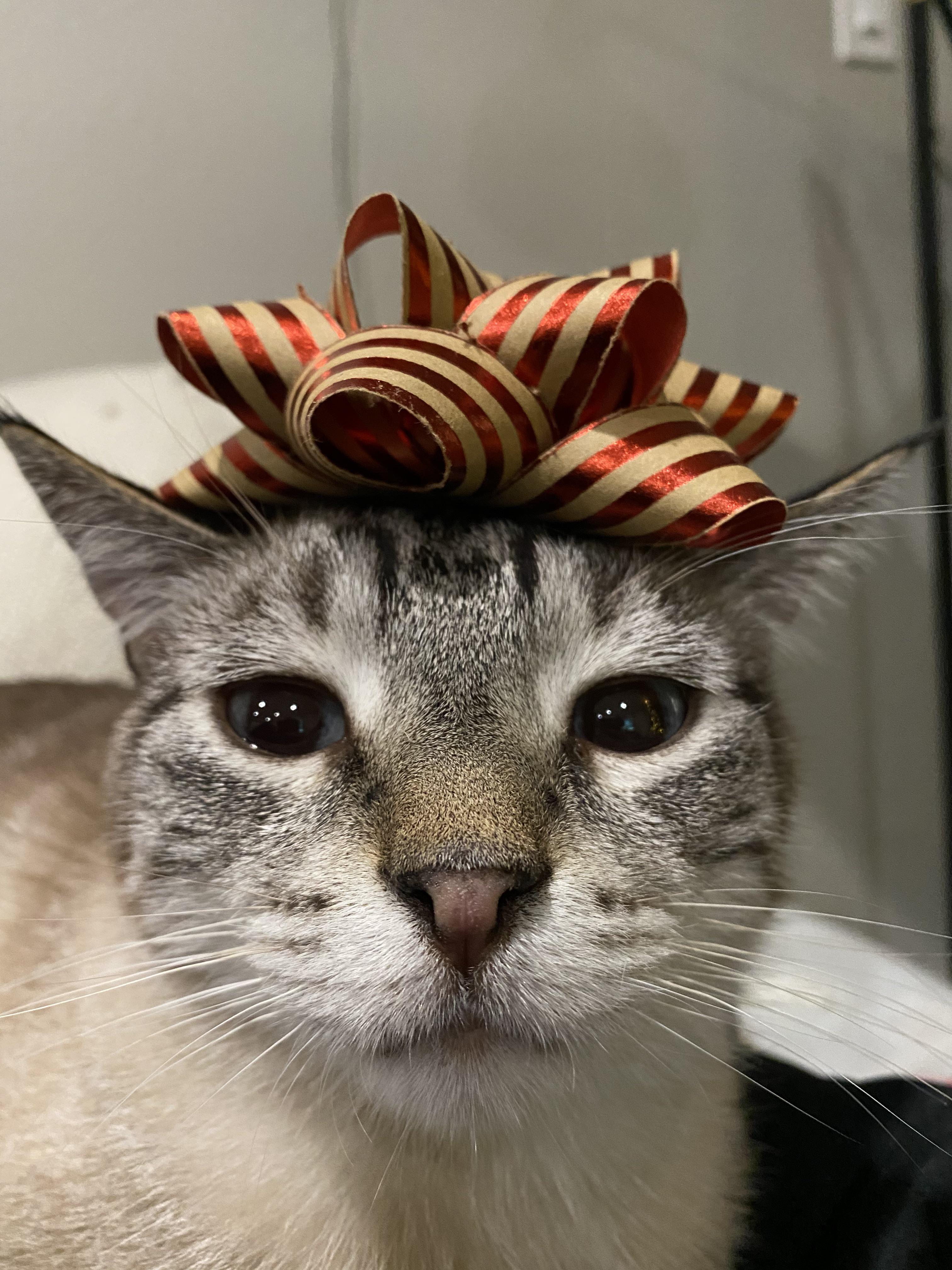 Merry Christmas from my sadboi Jeff | Scrolller