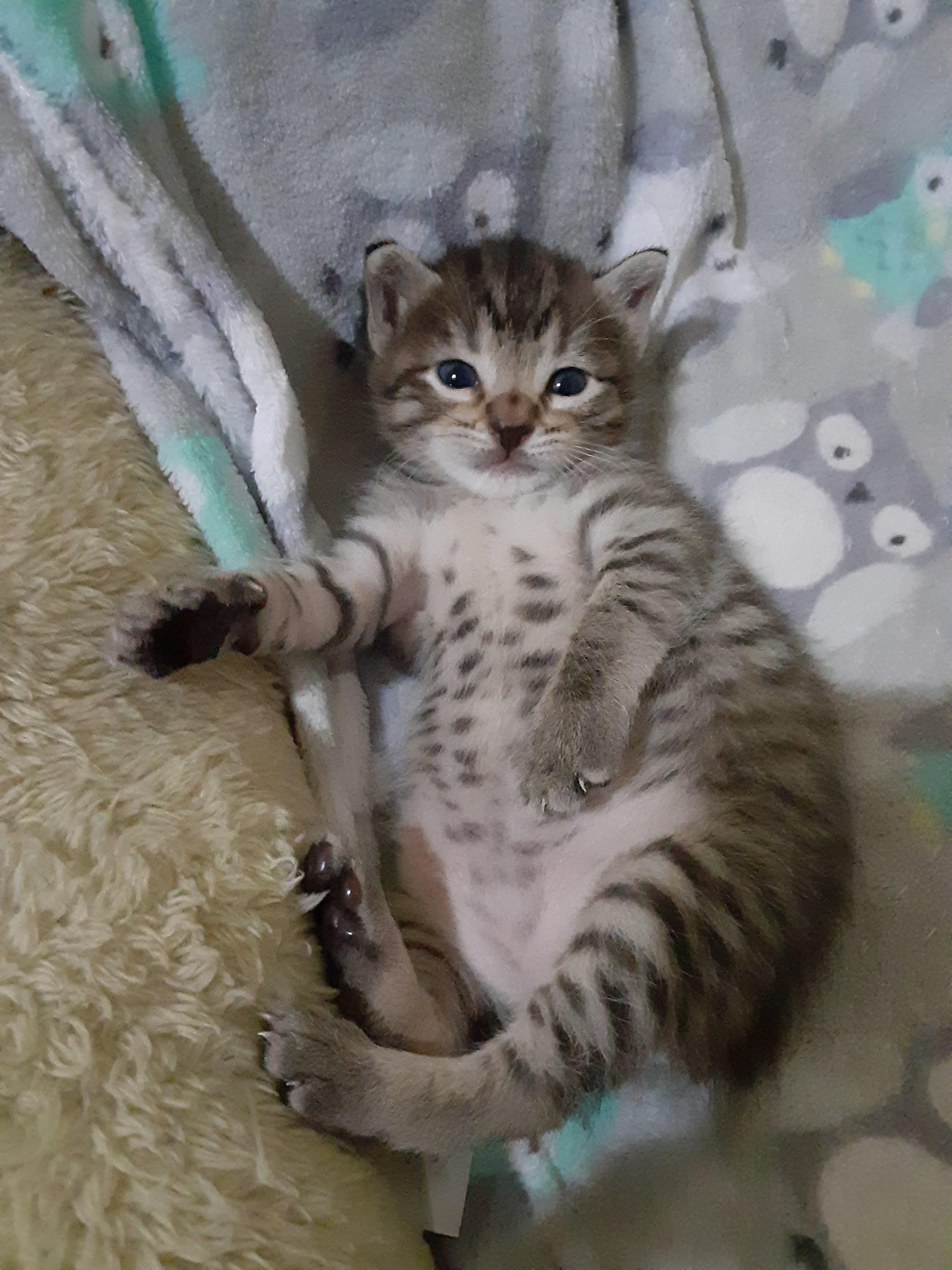 Meryl my manx kitten~! 💙 | Scrolller