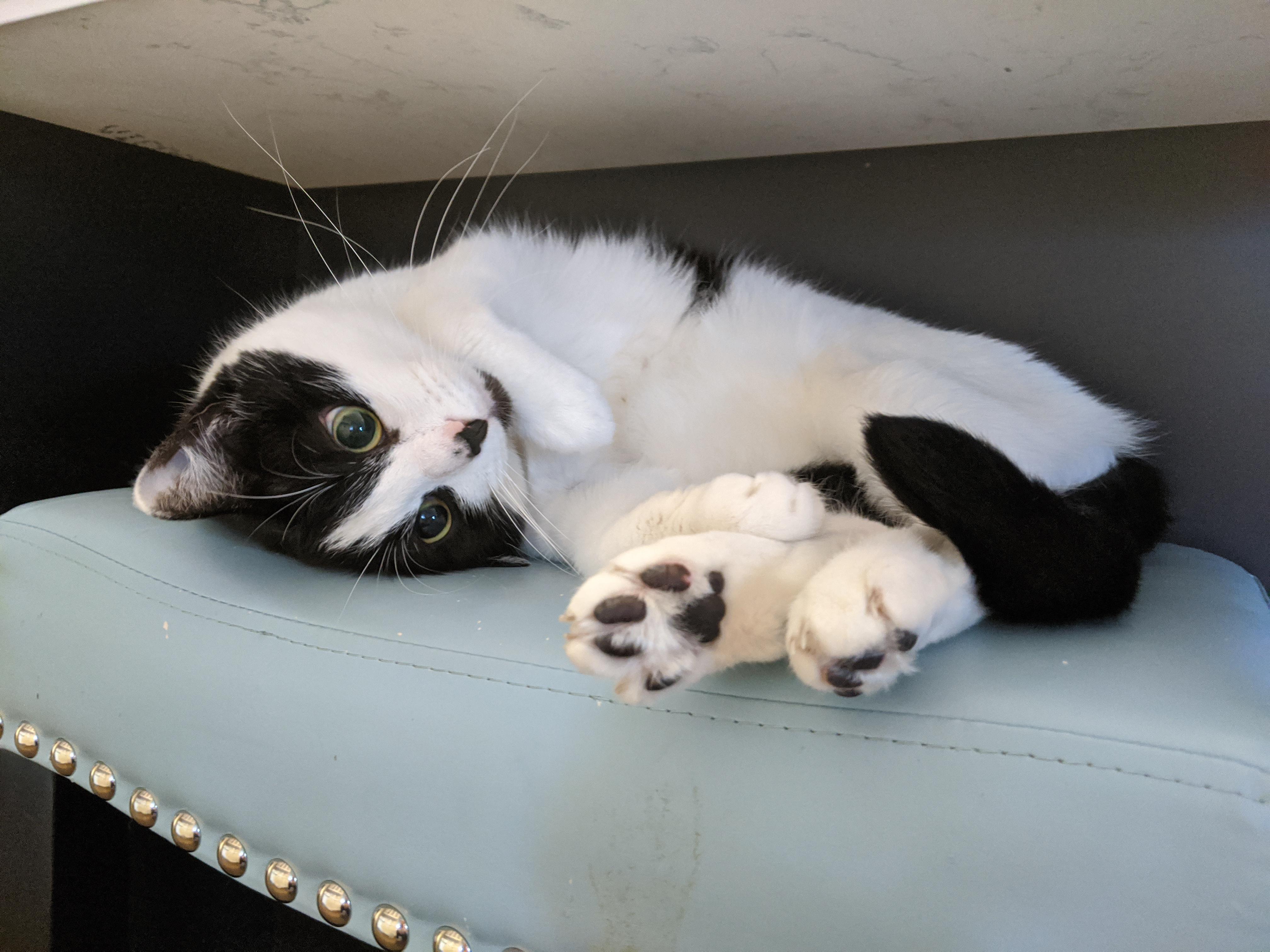 Mesmerized by the toe beans | Scrolller