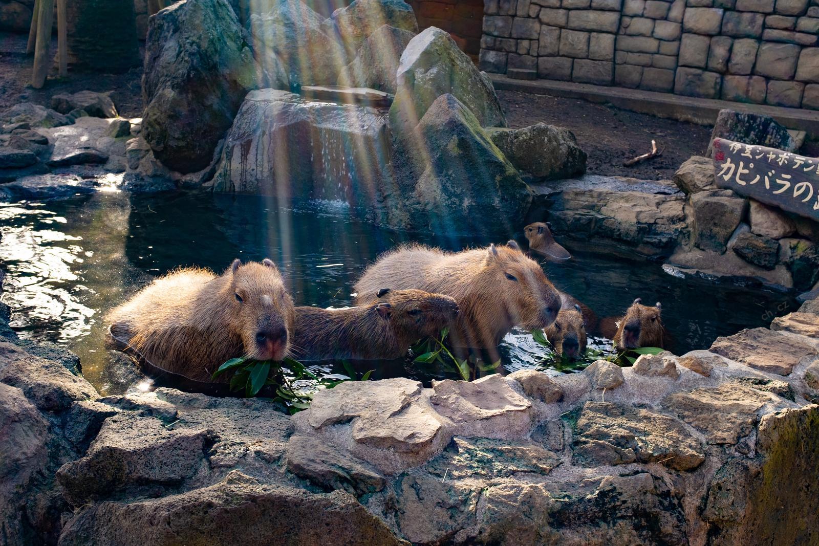 Met some capy friends in Japan enjoying a hot spring (onsen)! | Scrolller