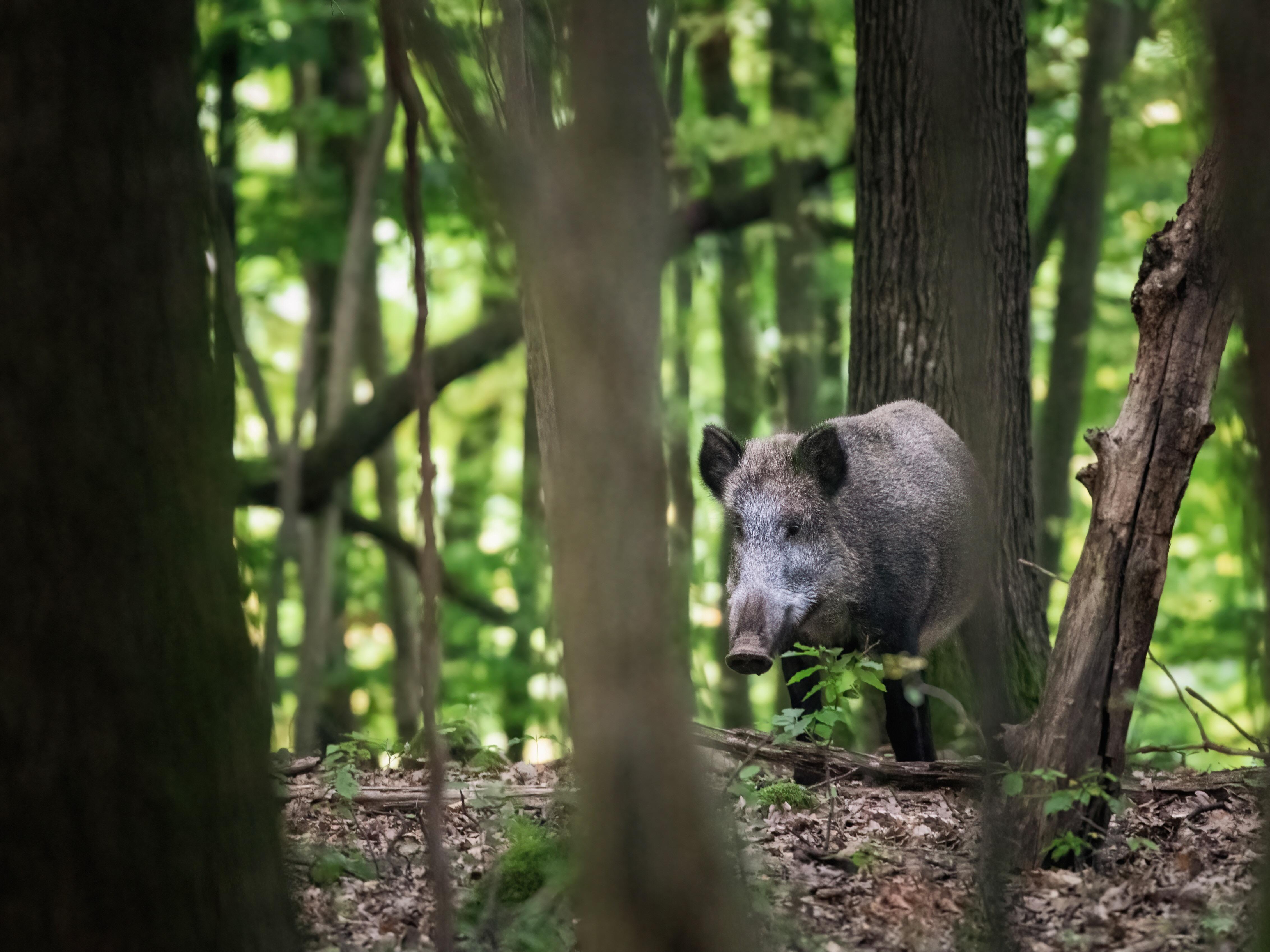 Met this cute wild boar in the forest | Scrolller