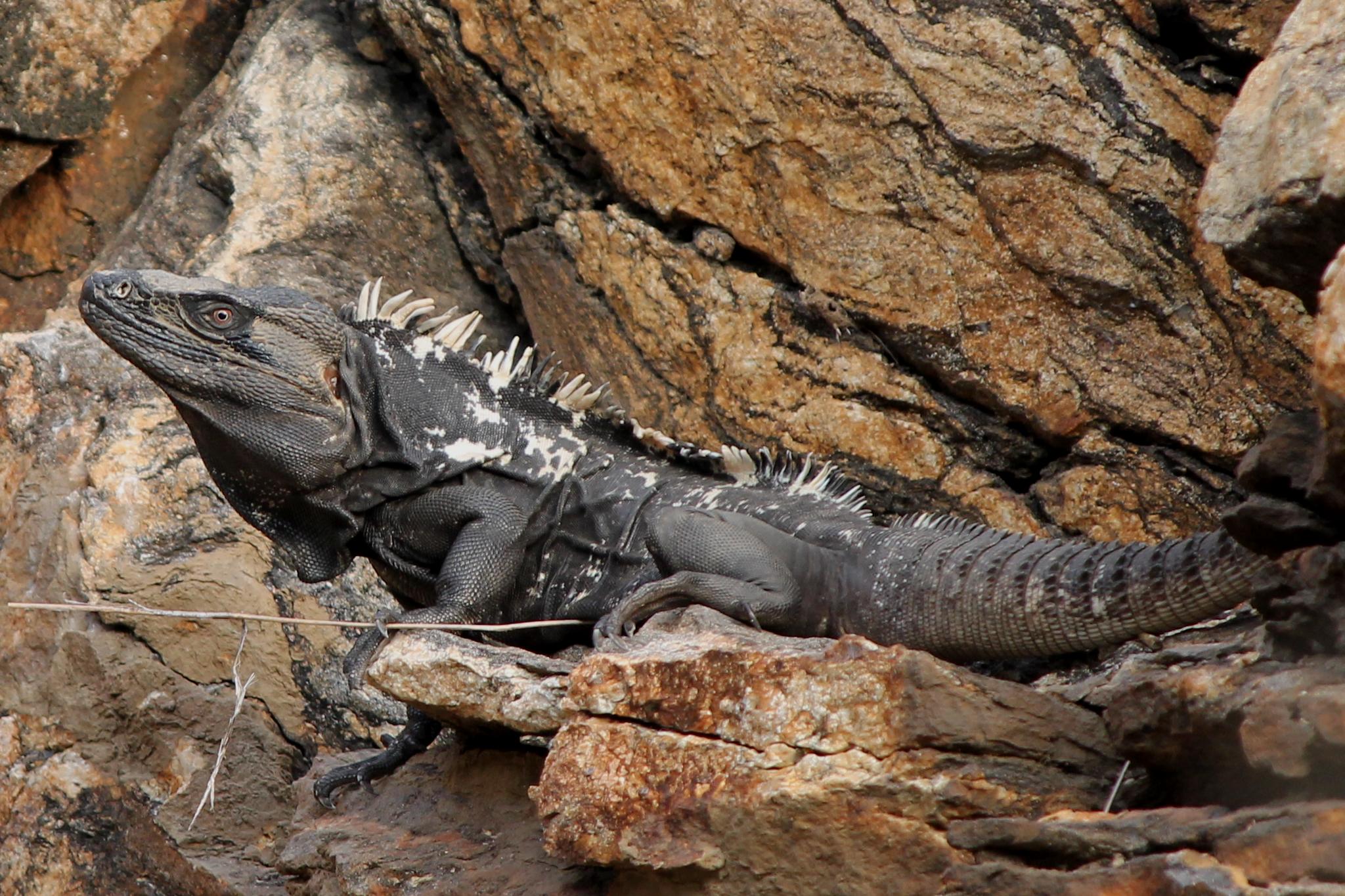 Mexican spiny-tailed iguana, Mazunte, Oaxaca | Scrolller