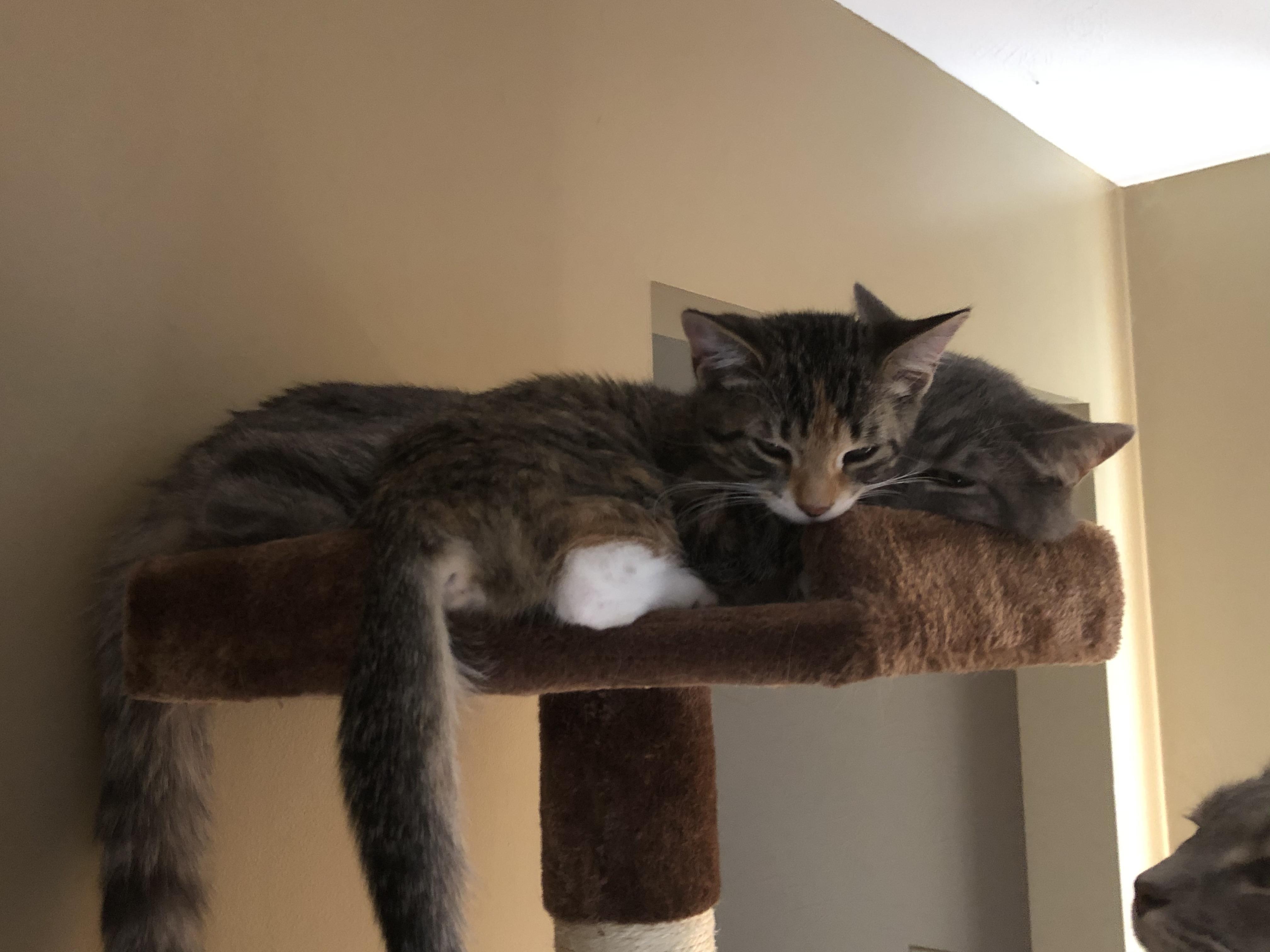 Meyer and Sylvanas’ first cuddle puddle | Scrolller