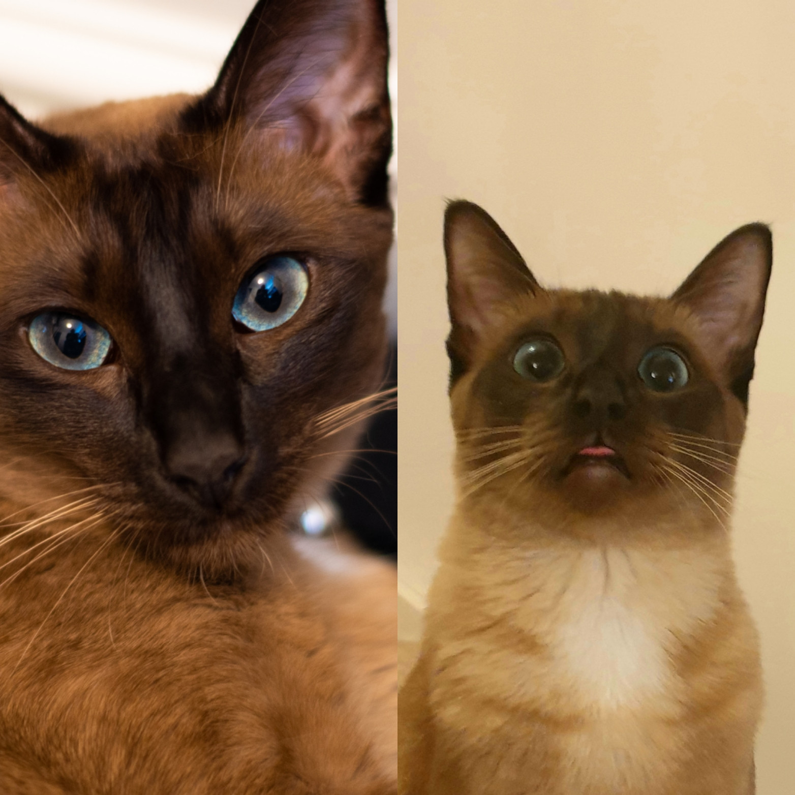 MFW the rules don't specify humans | Scrolller