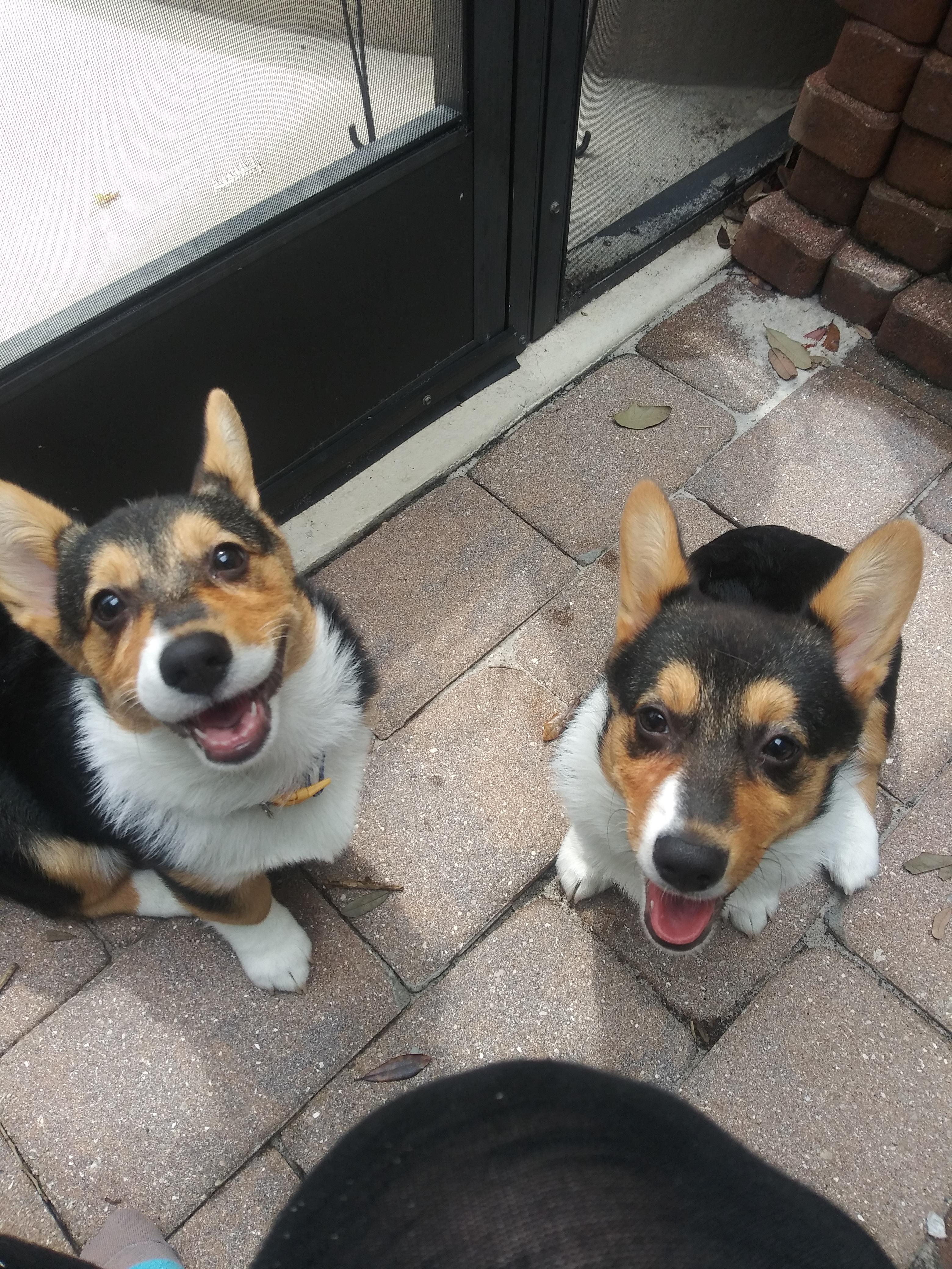 Miakoda and Fawien! Two corgi twins! | Scrolller