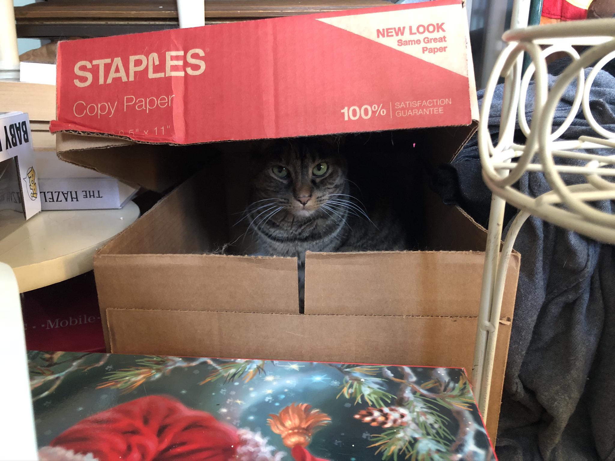 Mica had to work to get in this cat trap | Scrolller