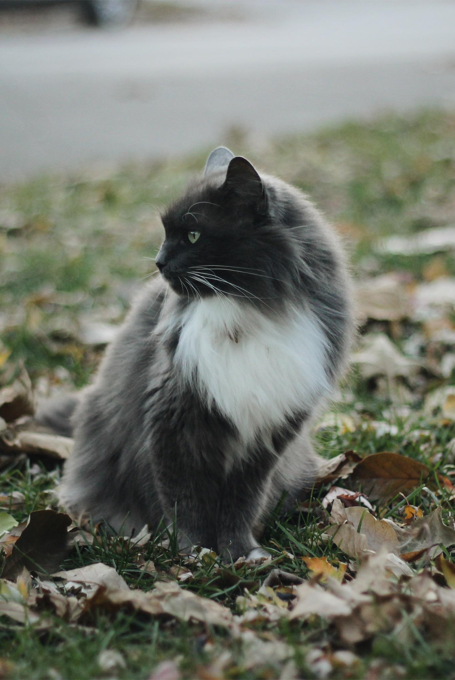 Michael Faraday, meet your doppelgänger, Smudge! | Scrolller