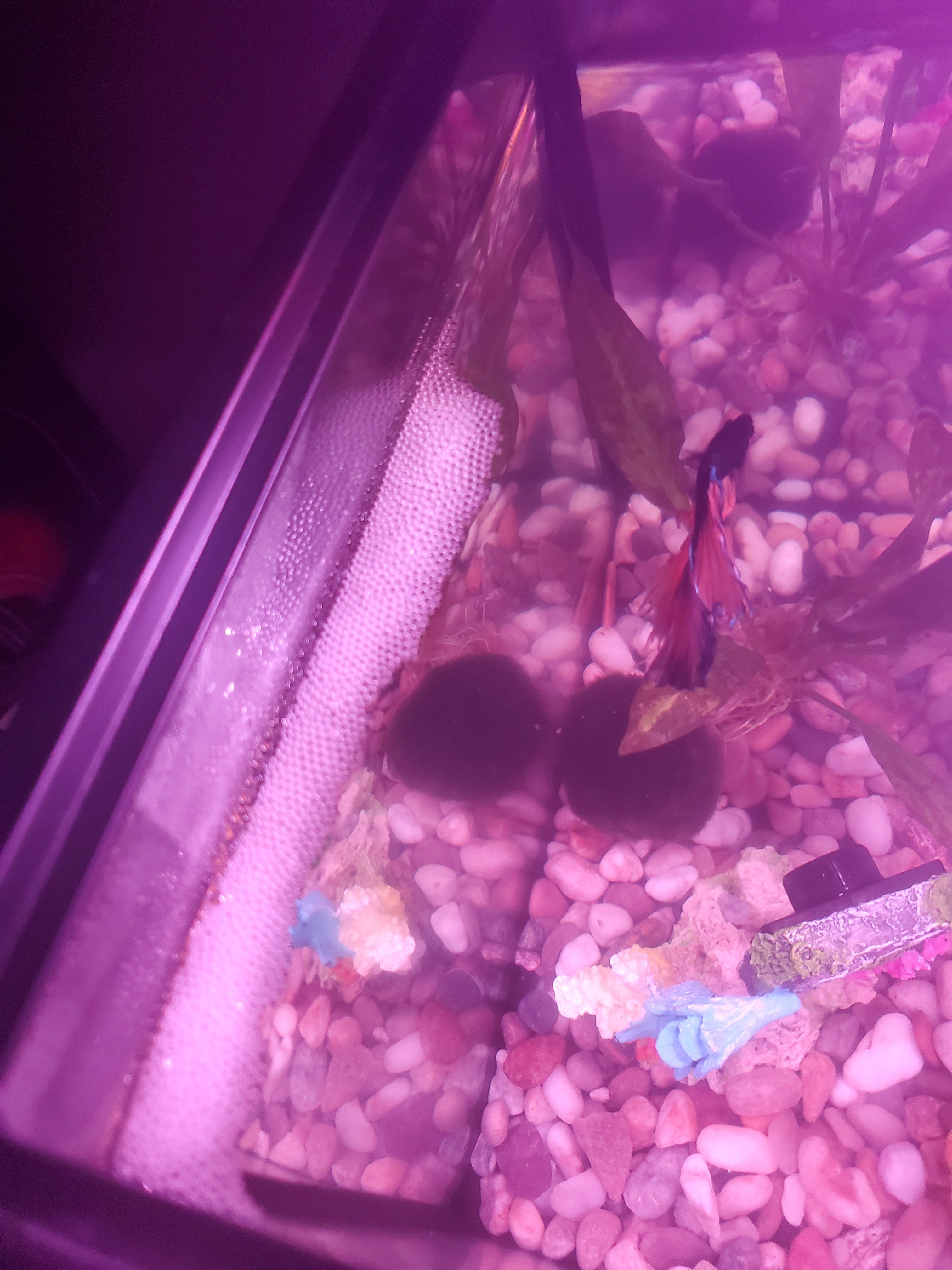 Michael's first bubble nest! | Scrolller