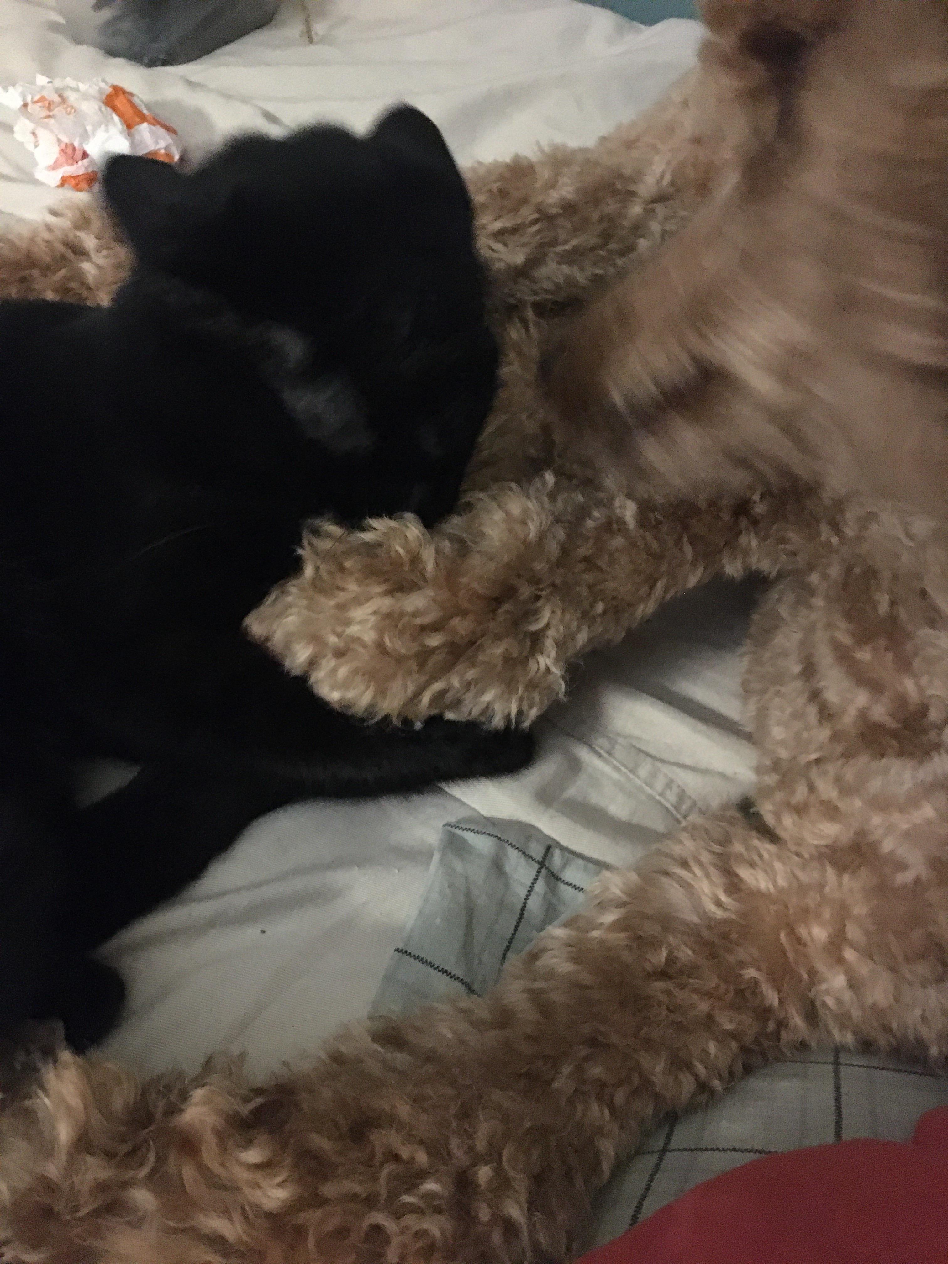 Mid chomp | Scrolller