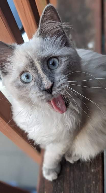 Mid-yawn Kiki | Scrolller