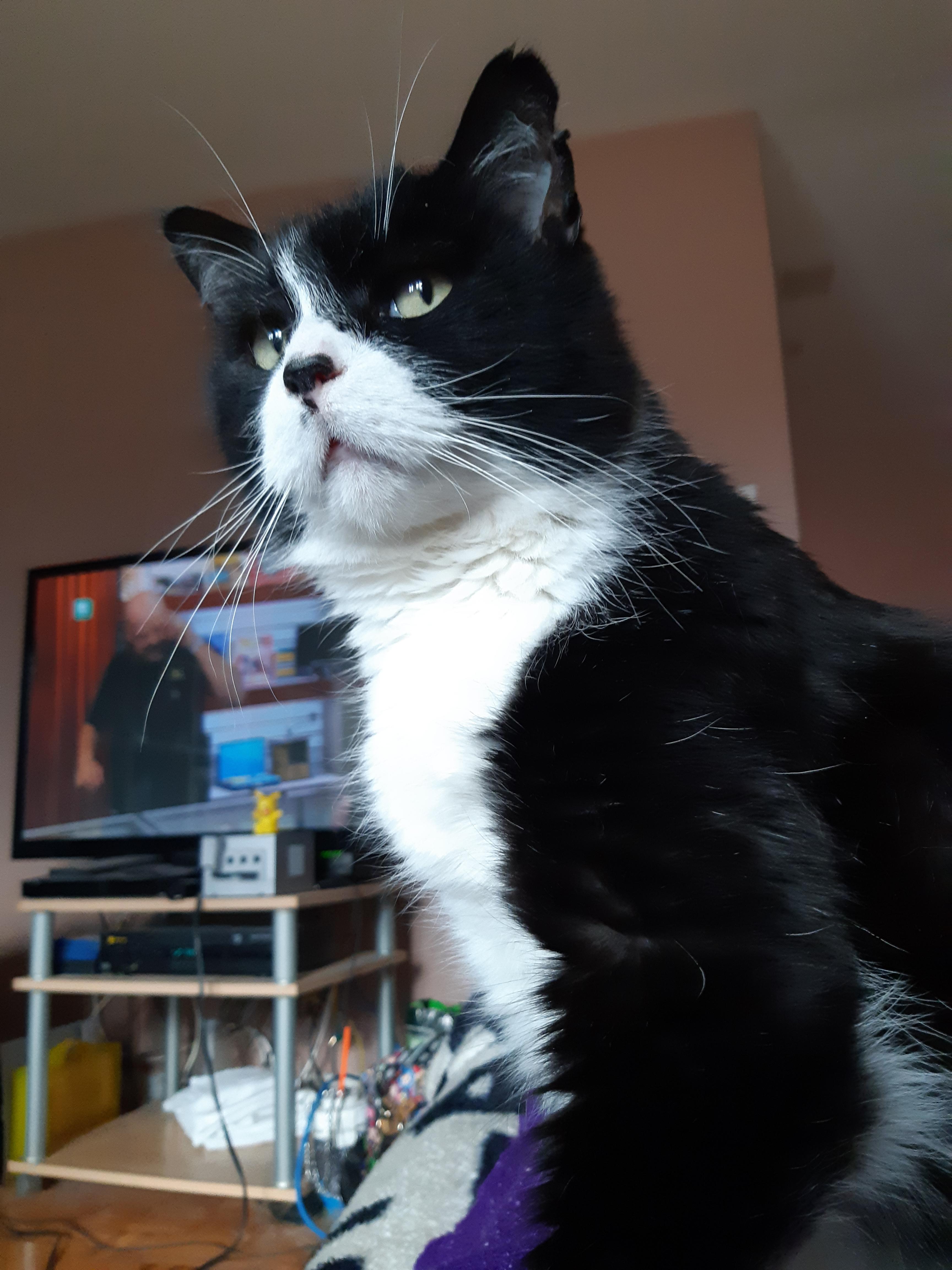 Mighty stalion | Scrolller